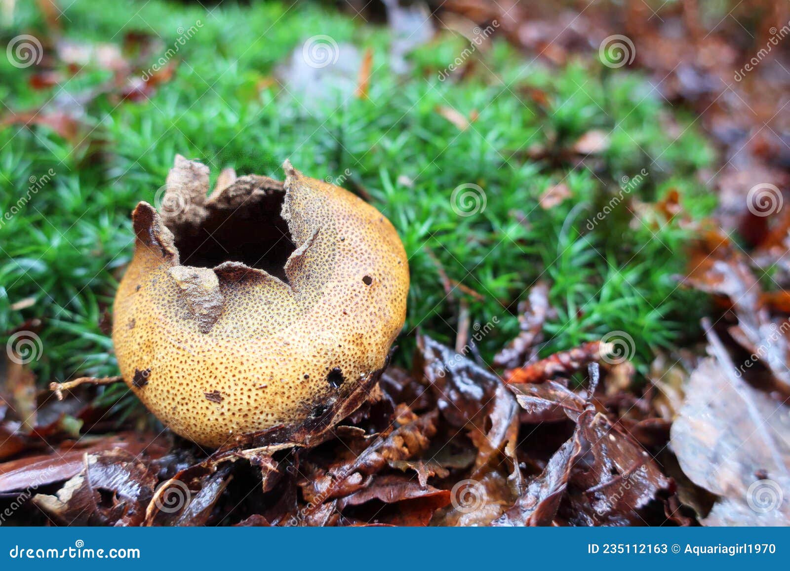 Scleroderma citrinum stock image. Image of garden, nature - 235112163