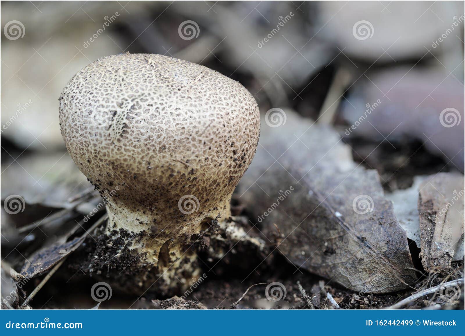 Scleroderma Viscosa, Earth Ball Stock Image - Image of afternoon ...