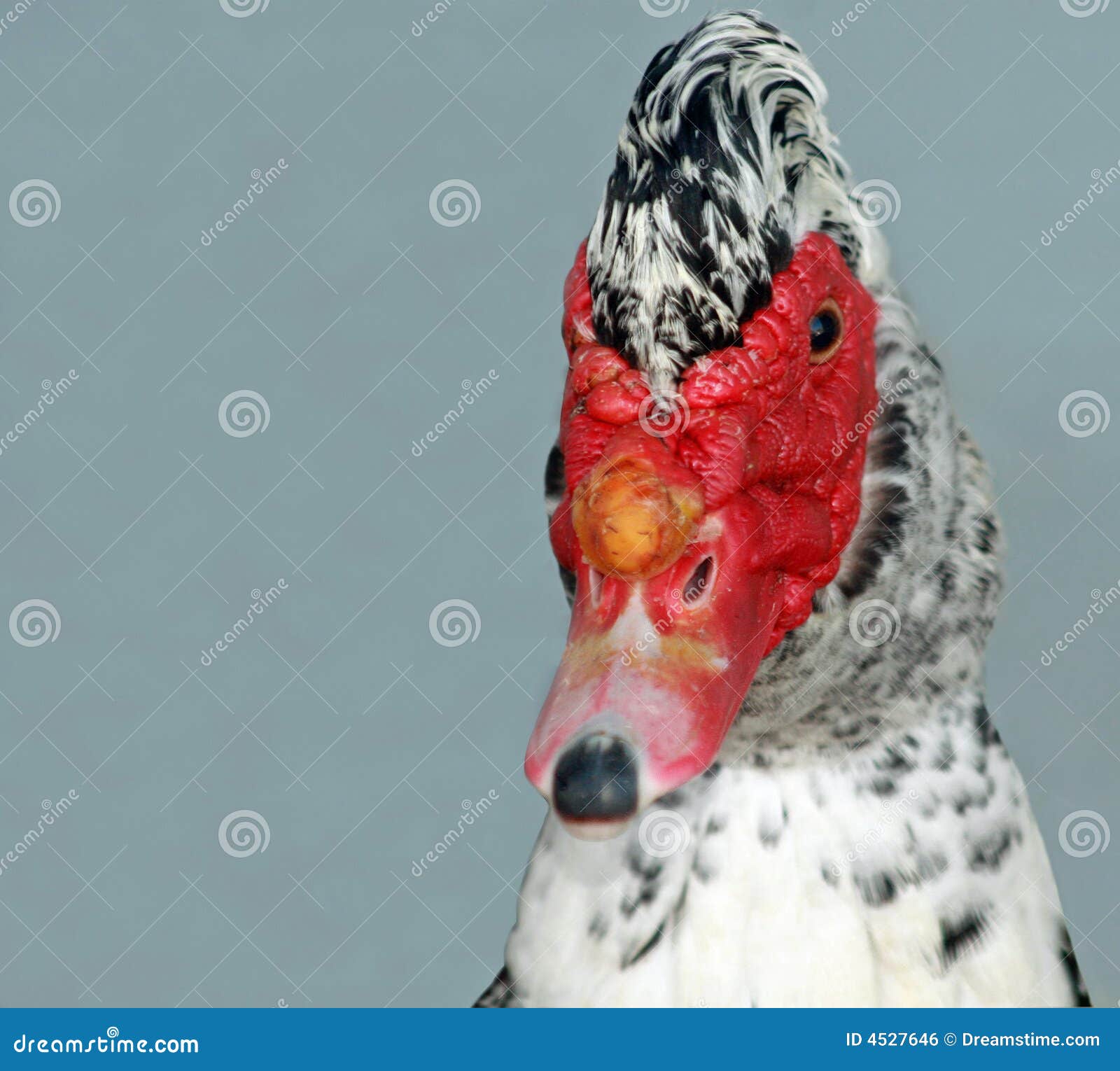 Scoby Duck stock photo. Image of scoby, duck, fowl, ducks - 4527646