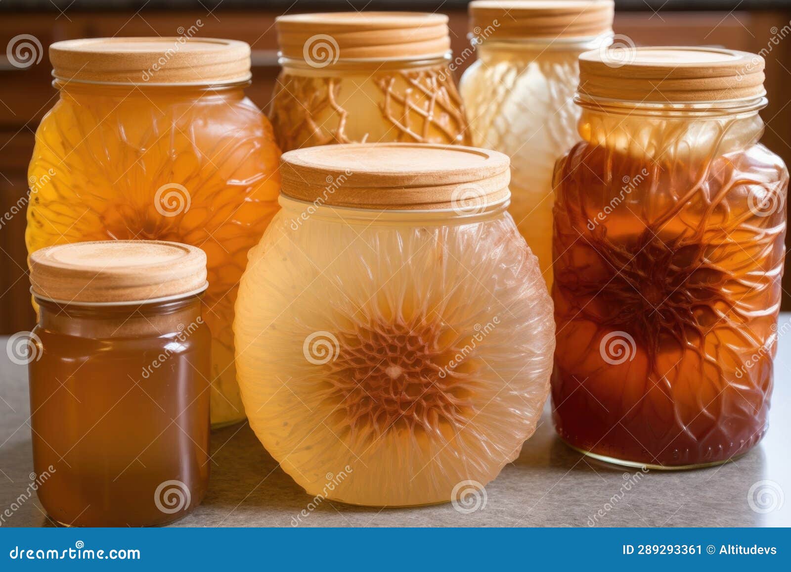 Scoby Growth Stages in Different Kombucha Jars Stock Image - Image of ...
