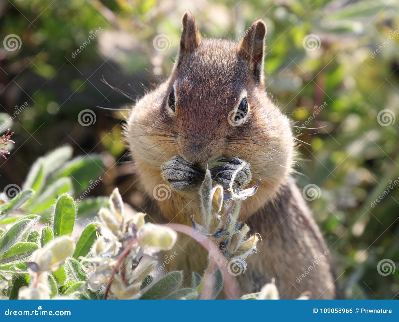 Scoiattolo a Terra Con Le Guance Piene Fotografia Stock - Immagine di ...