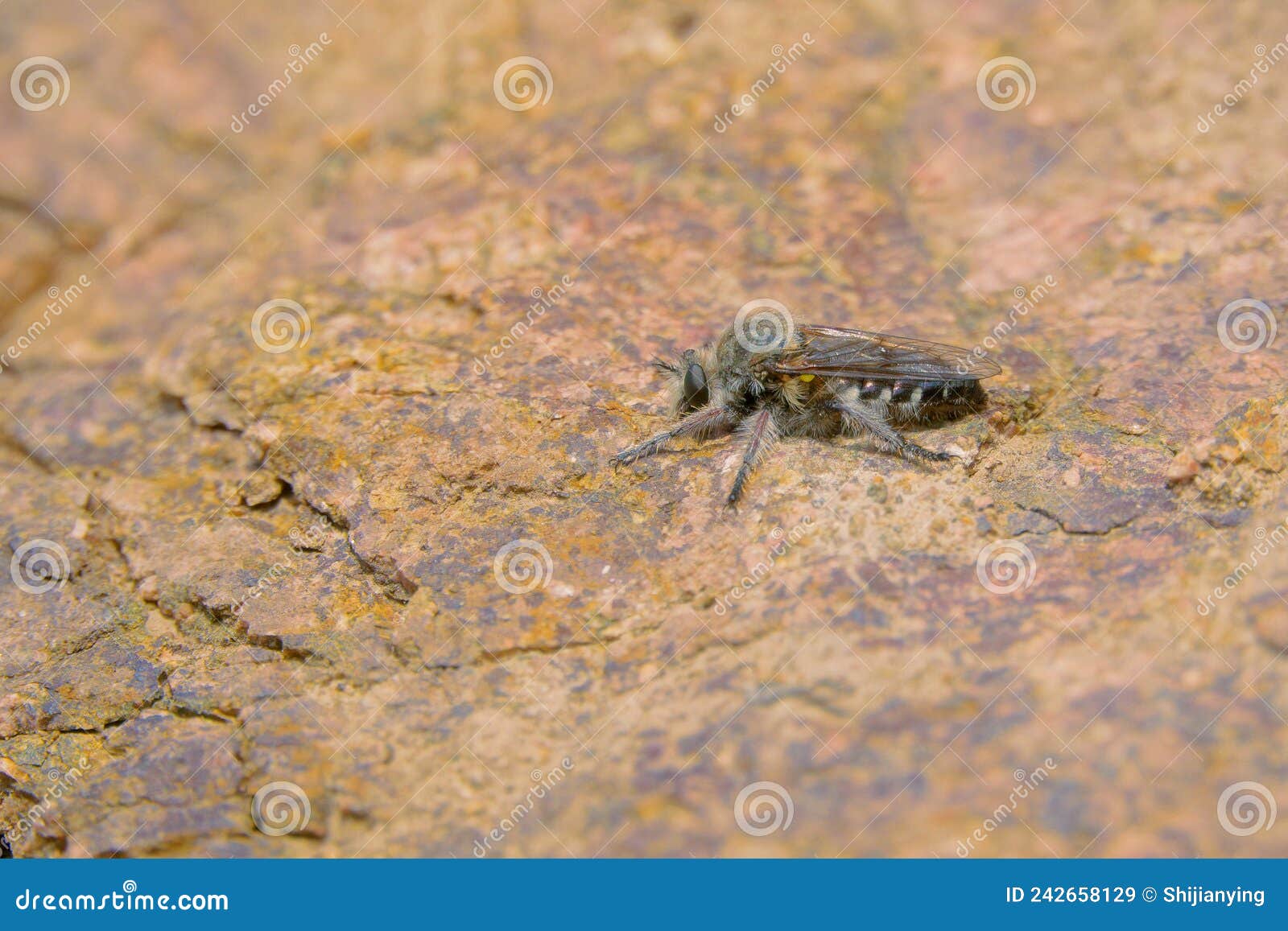 Scoliidae bee stock image. Image of scolia, insect, natural - 242658129