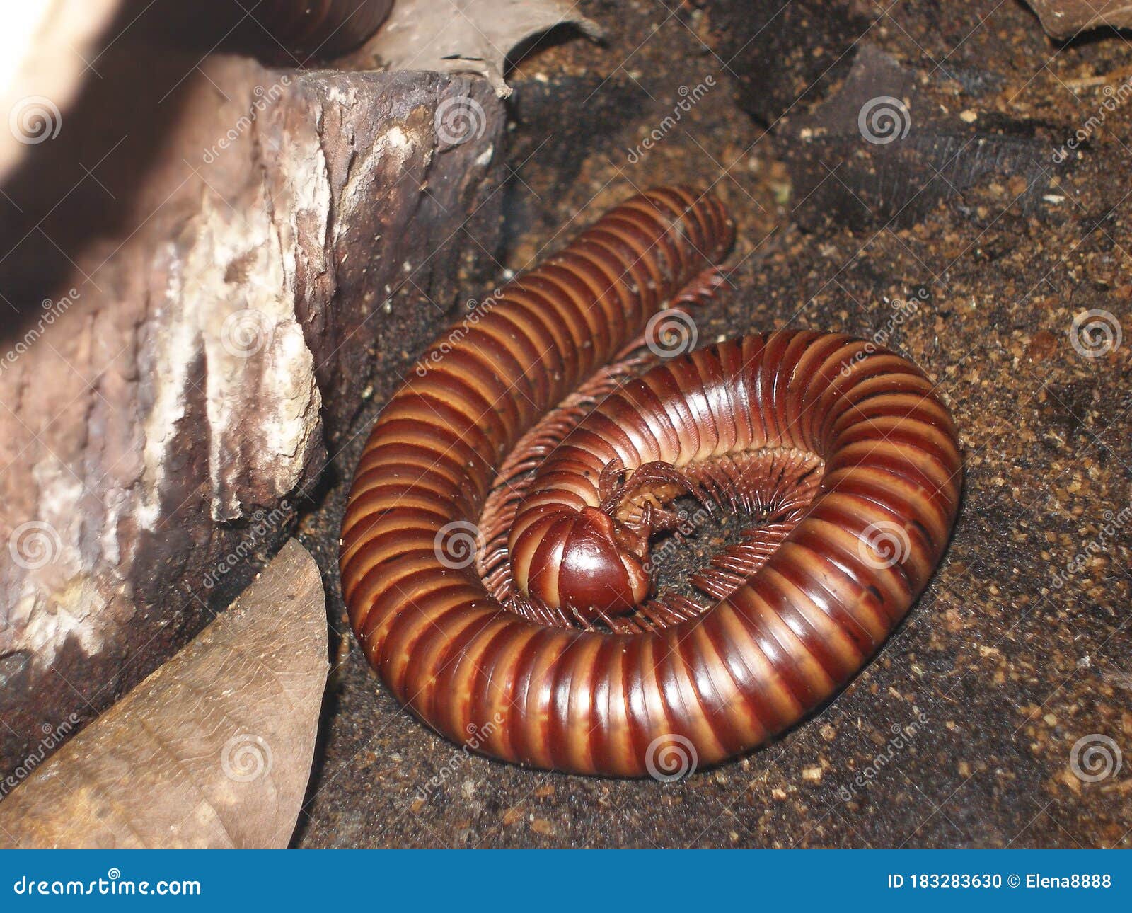 A Scolopendra Insect Coiled Stock Photo - Image of ground, beautiful ...