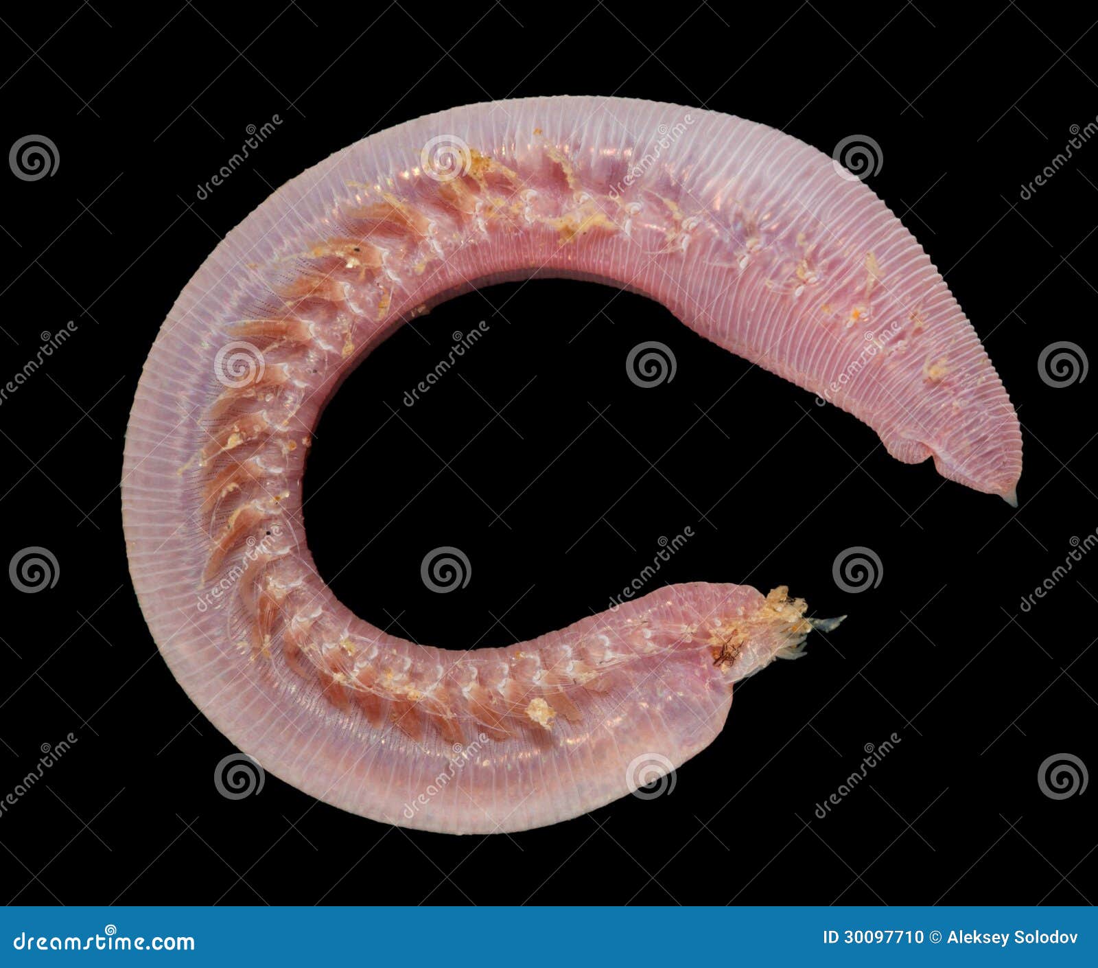 Scoloplos stock photo. Image of polychaete, exotic, maritime - 30097710