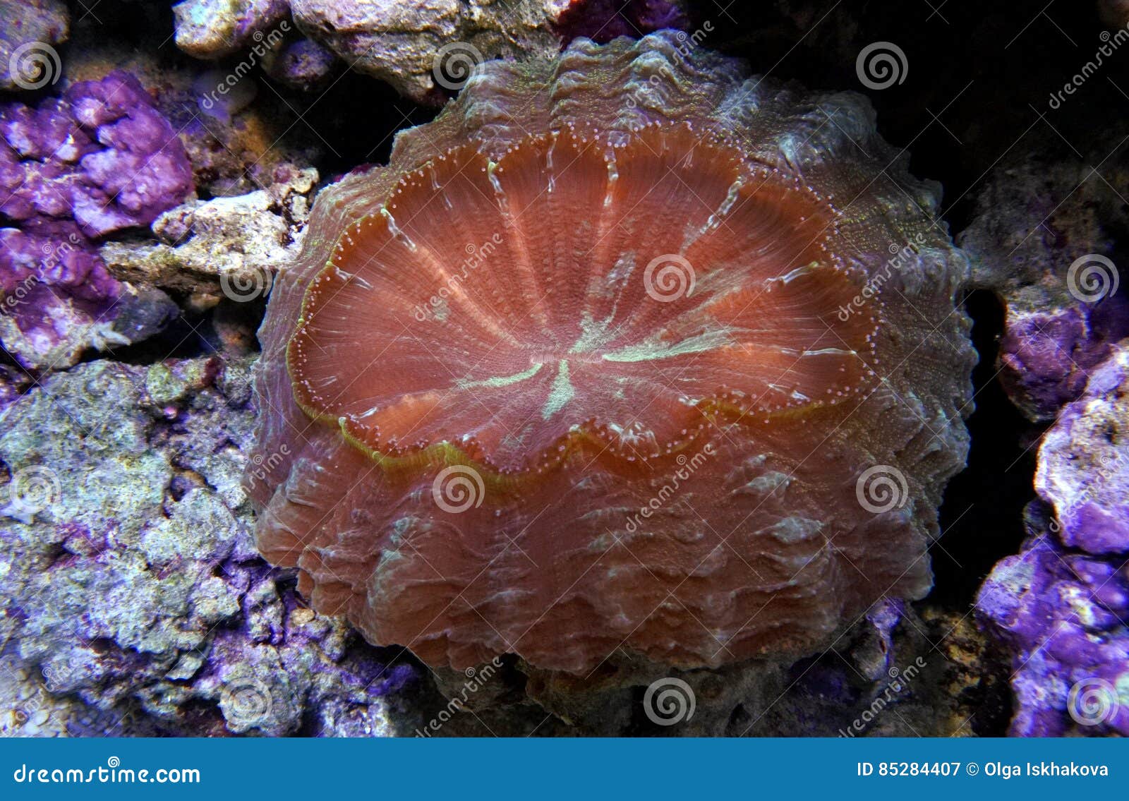 Scolymia coral stock image. Image of life, underwater - 85284407