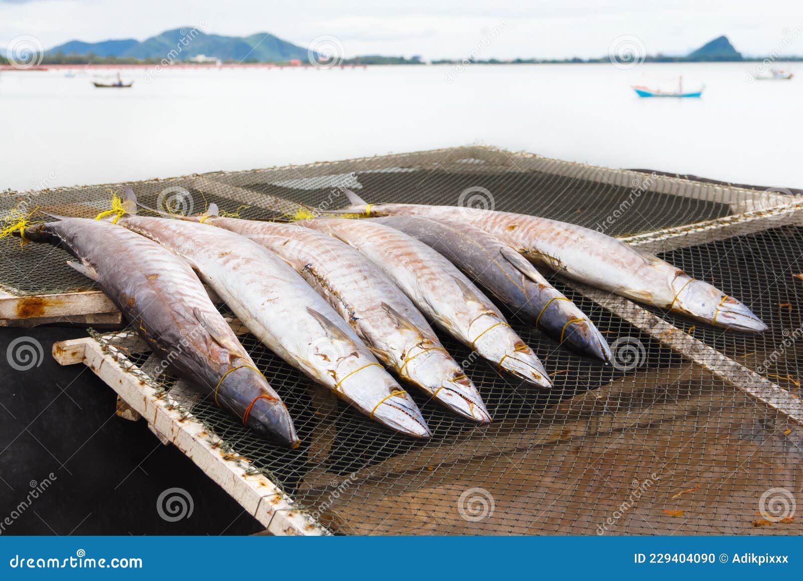Scomberomorus fish salted stock photo. Image of nature - 229404090
