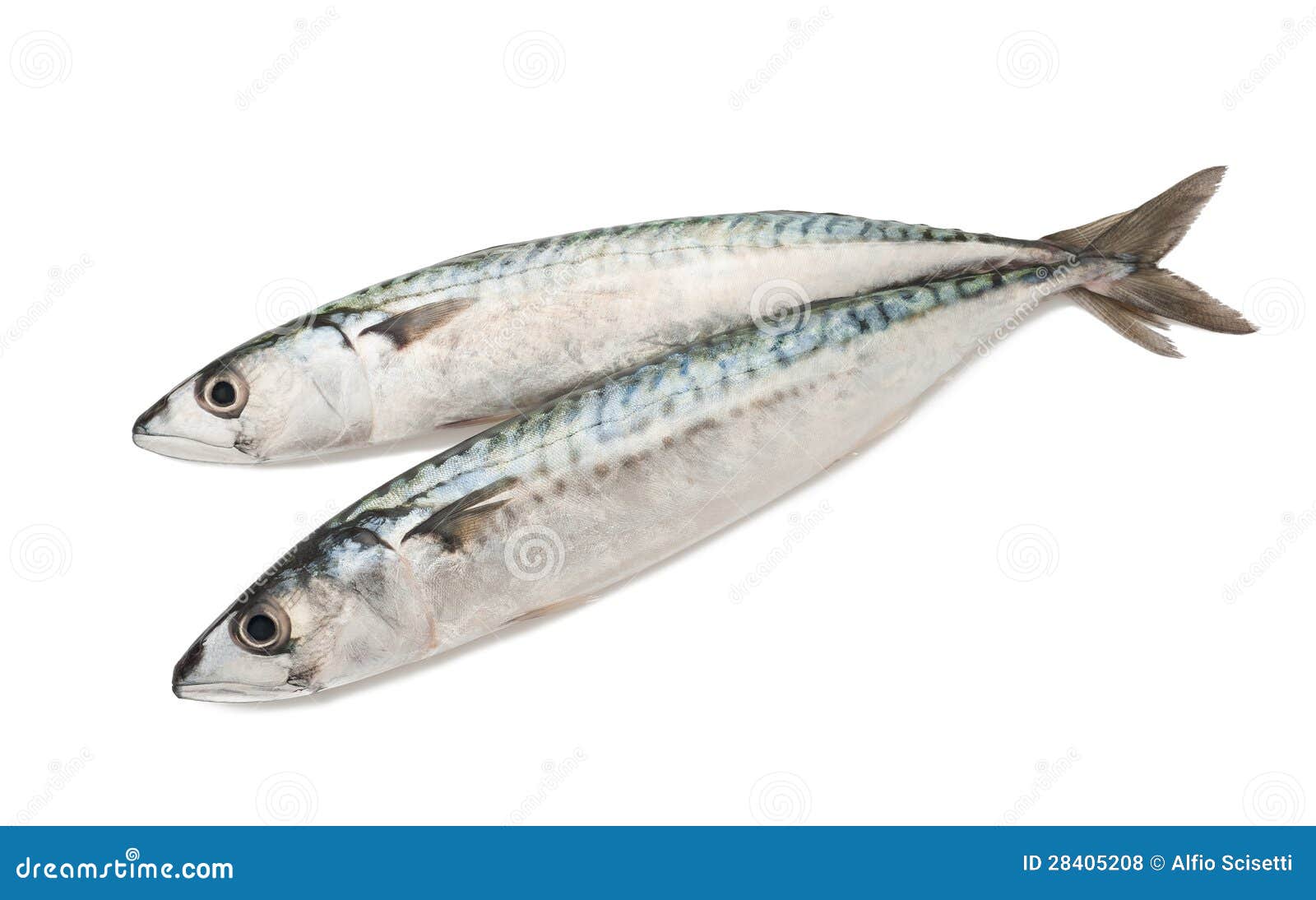Scombri fotografia stock. Immagine di isolato, abramide - 28405208