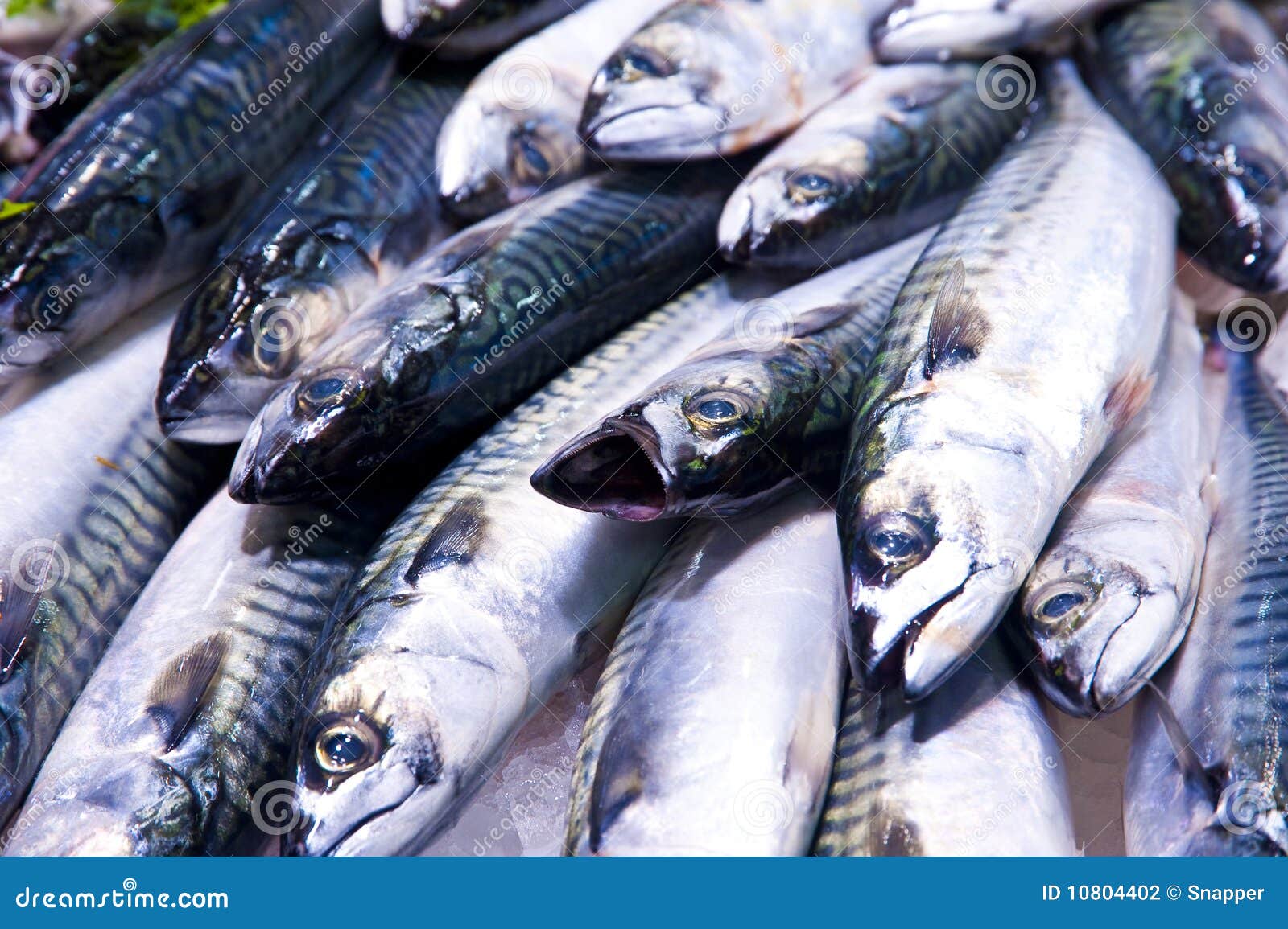 Scombro fotografia stock. Immagine di salute, guasto - 10804402