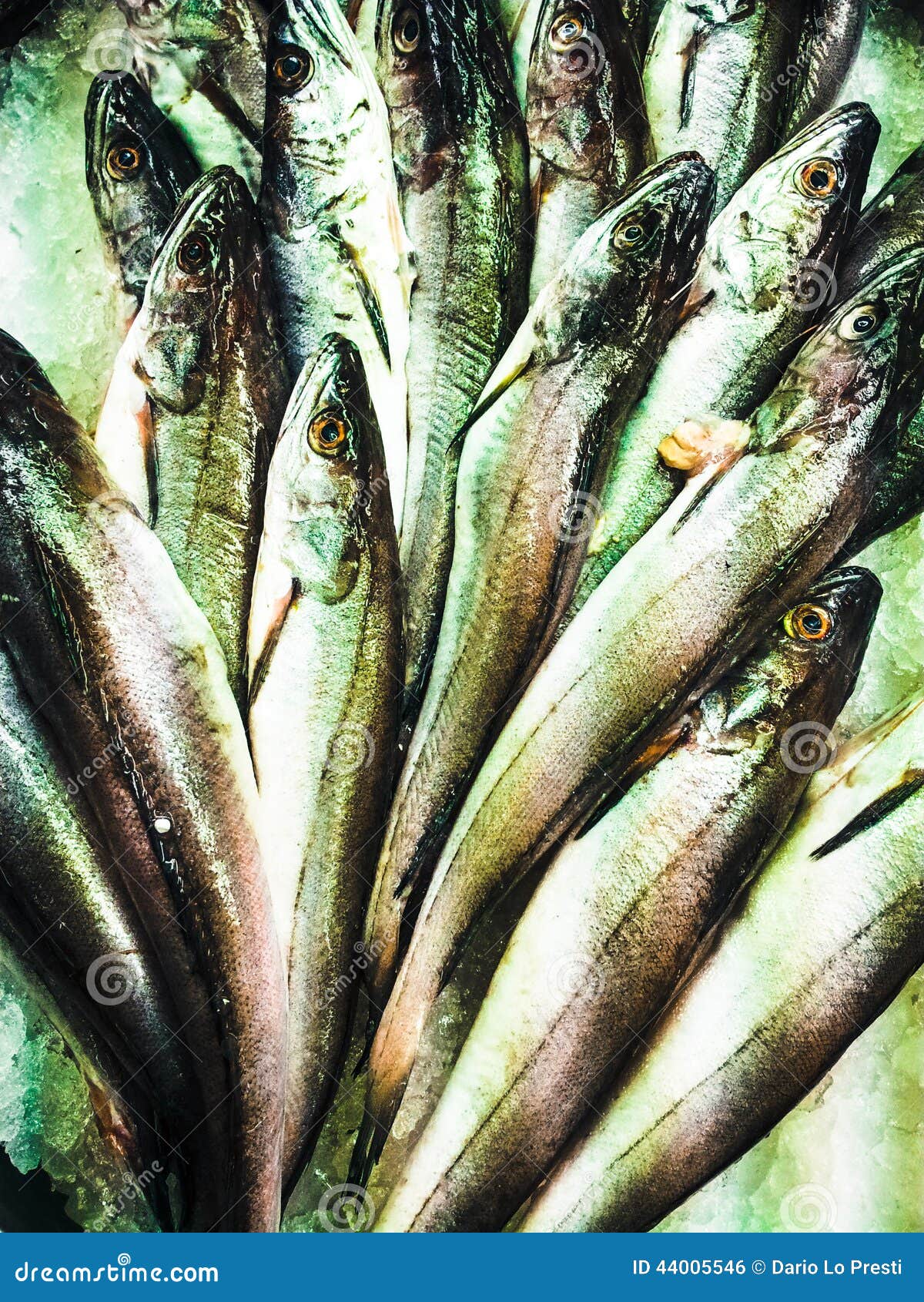 Scombro fotografia stock. Immagine di sano, scombri, mediterraneo ...