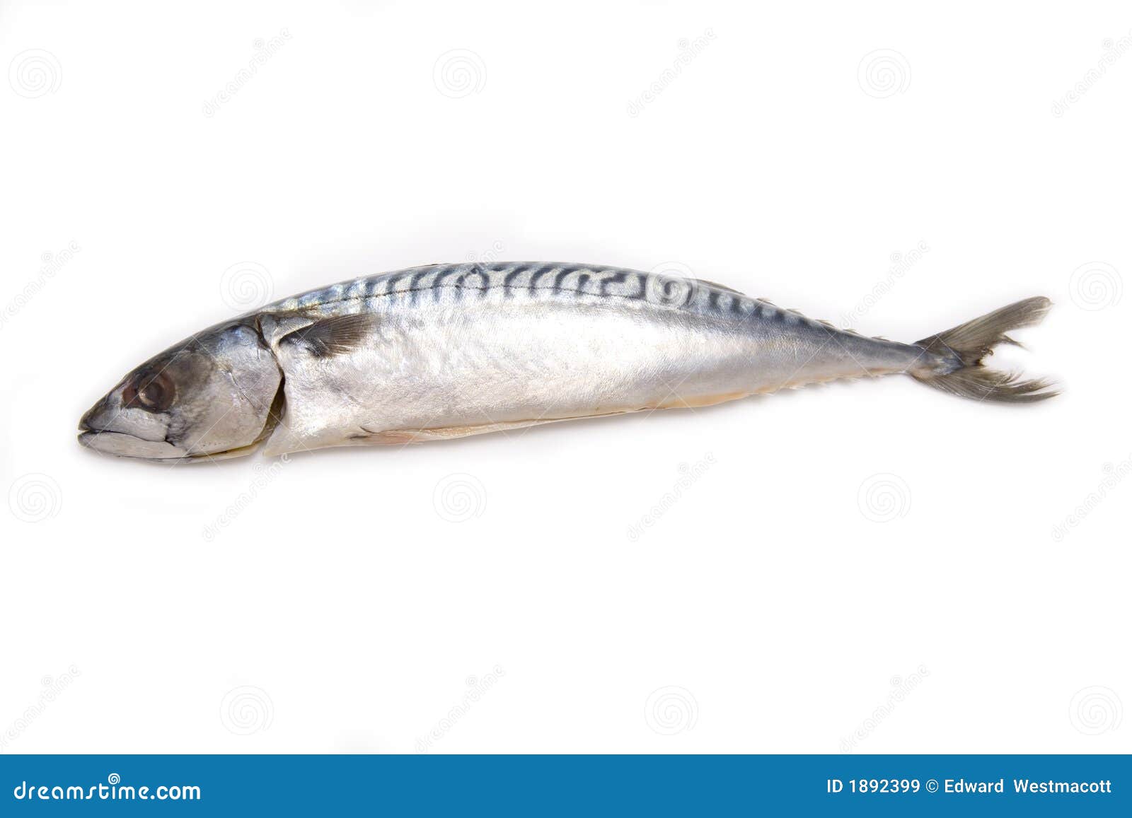 Scombro isolato su bianco immagine stock. Immagine di intero - 1892399