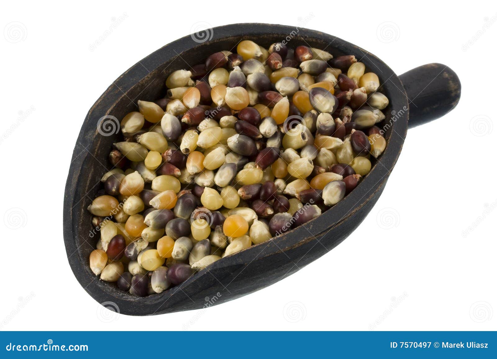 Scoop of Multicolor Indian Corn Kernel Stock Image - Image of isolated ...