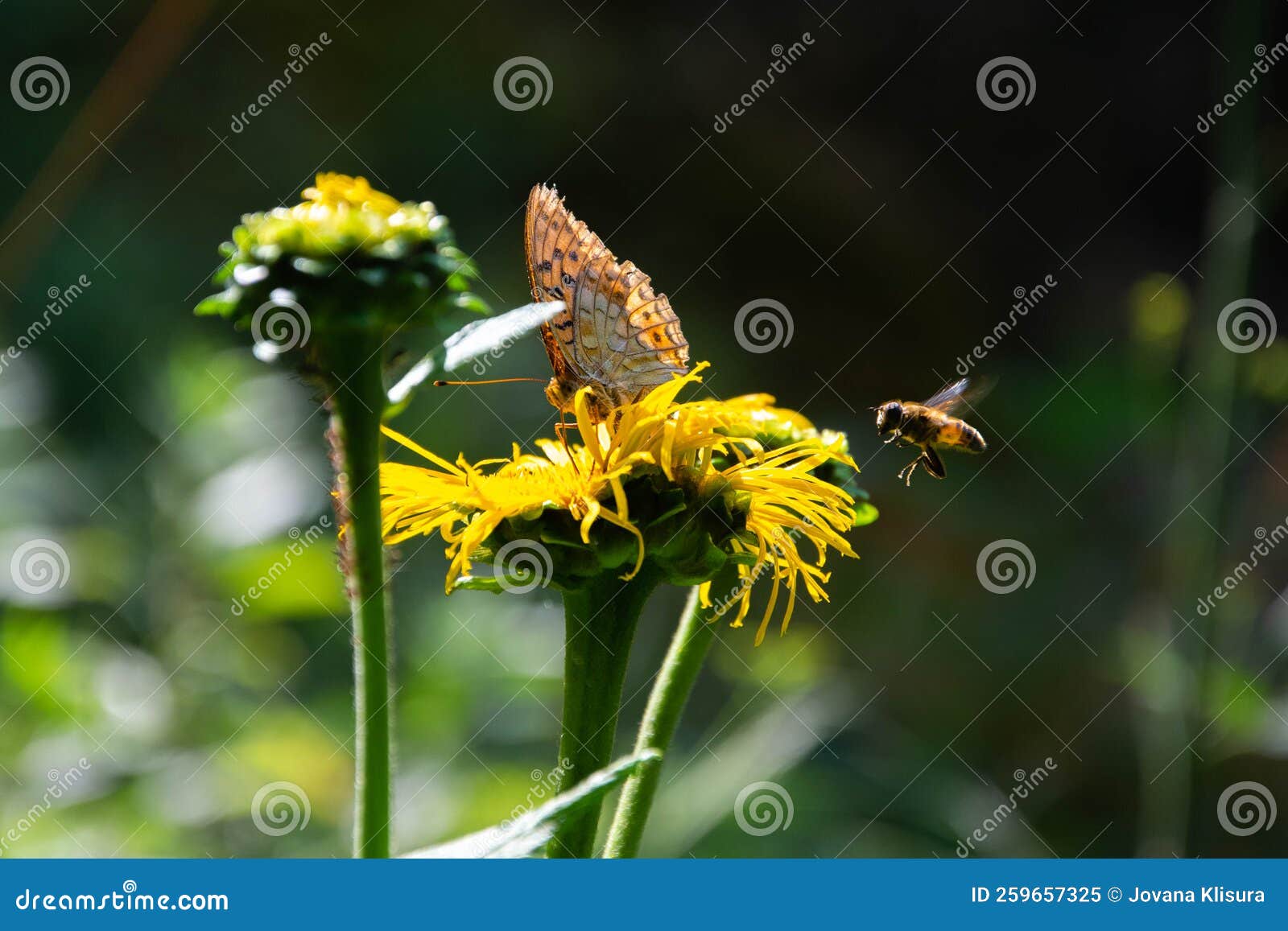 A butterfly and a bee stock image. Image of honeybee - 259657325