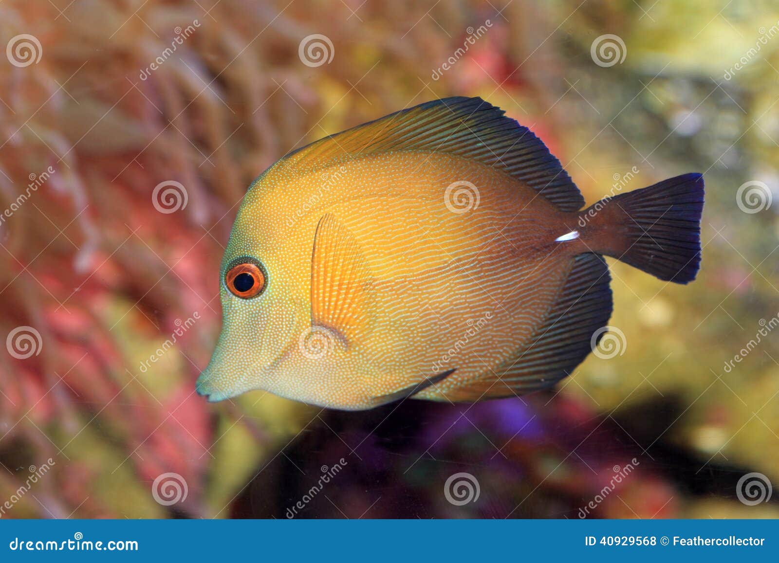 Scopas Tang stock photo. Image of fish, reef, grass, ocean - 40929568