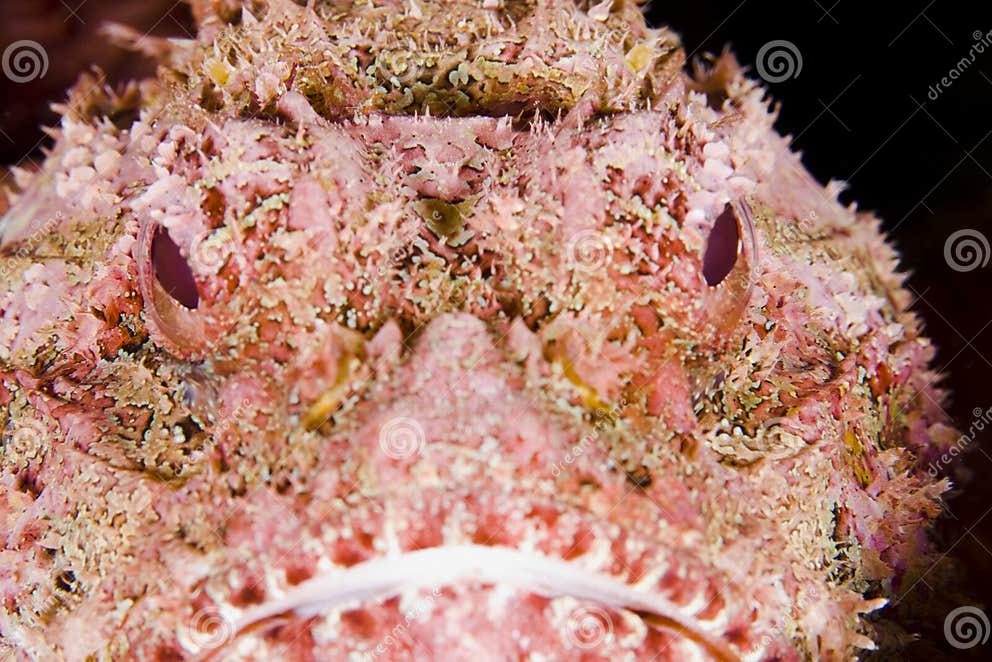 Scopion Fish stock image. Image of tropical, fish, reef - 14991863