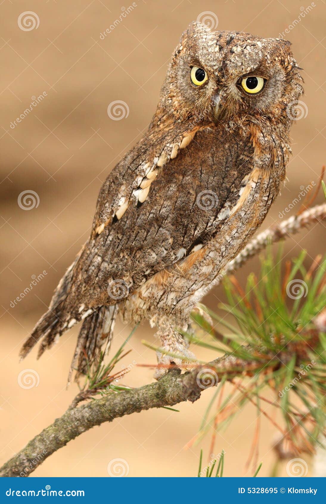 Scops-buho 2 imagen de archivo. Imagen de noche, animales - 5328695