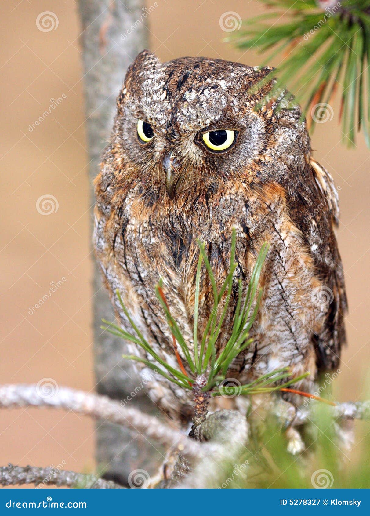 Scops owl 1 stock image. Image of outdoors, woods, bird - 5278327