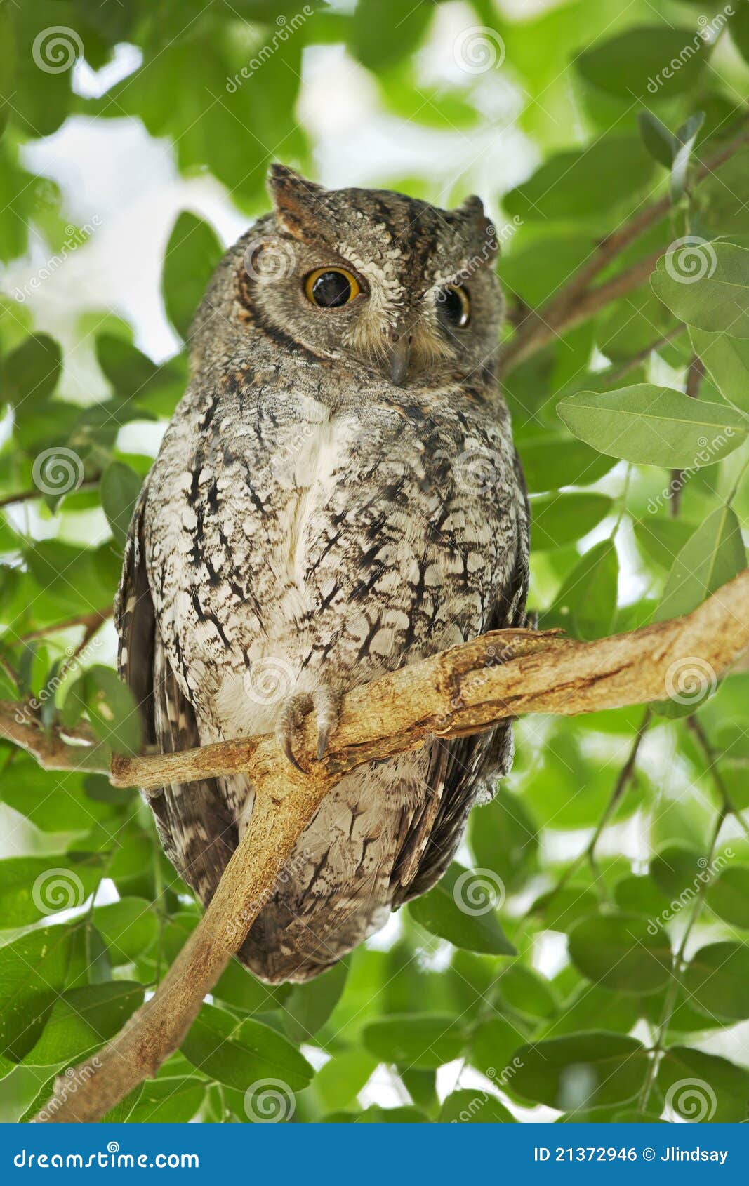Scops Owl stock photo. Image of birdwatching, animal - 21372946