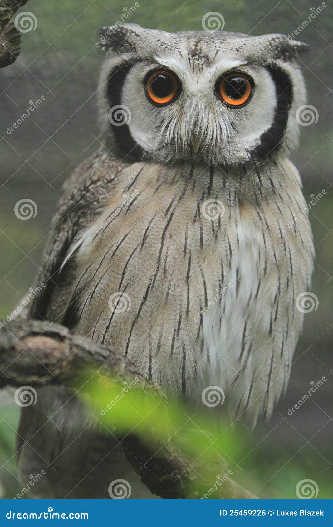Scops owl stock photo. Image of eurasian, animal, bird - 25459226