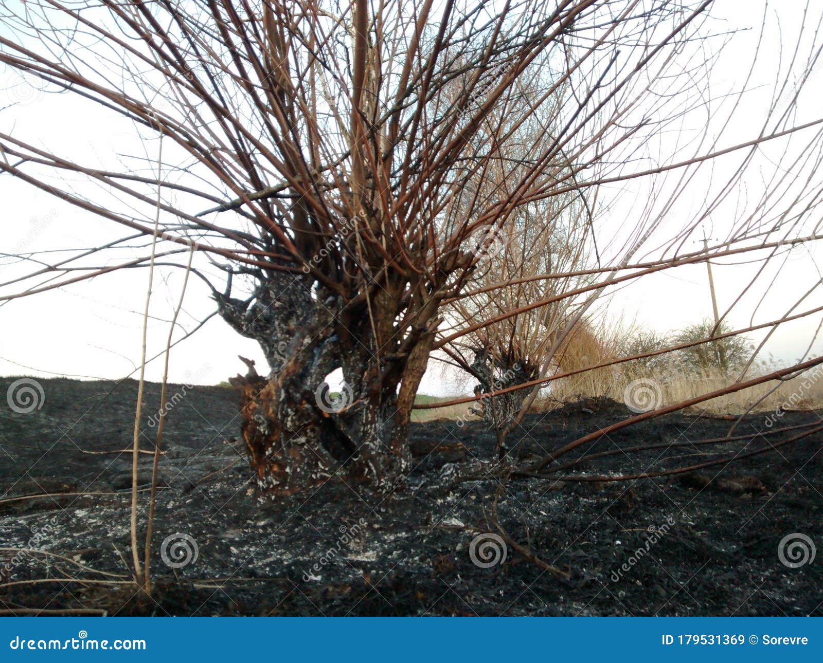 Scorched Area. Landscape after Fire Stock Image - Image of tree ...