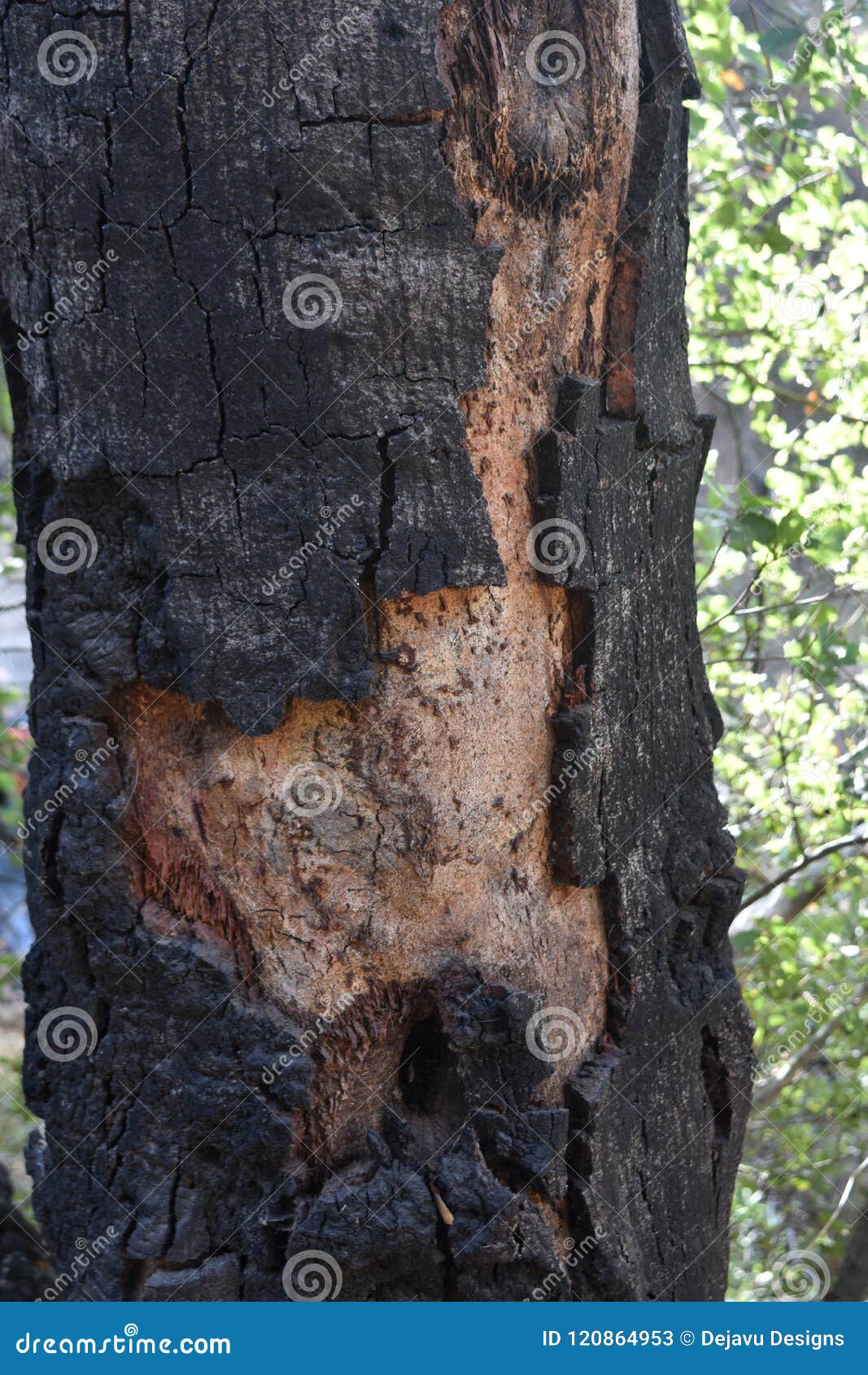 Scorched Bark Of Tree After Fire Royalty-Free Stock Image ...
