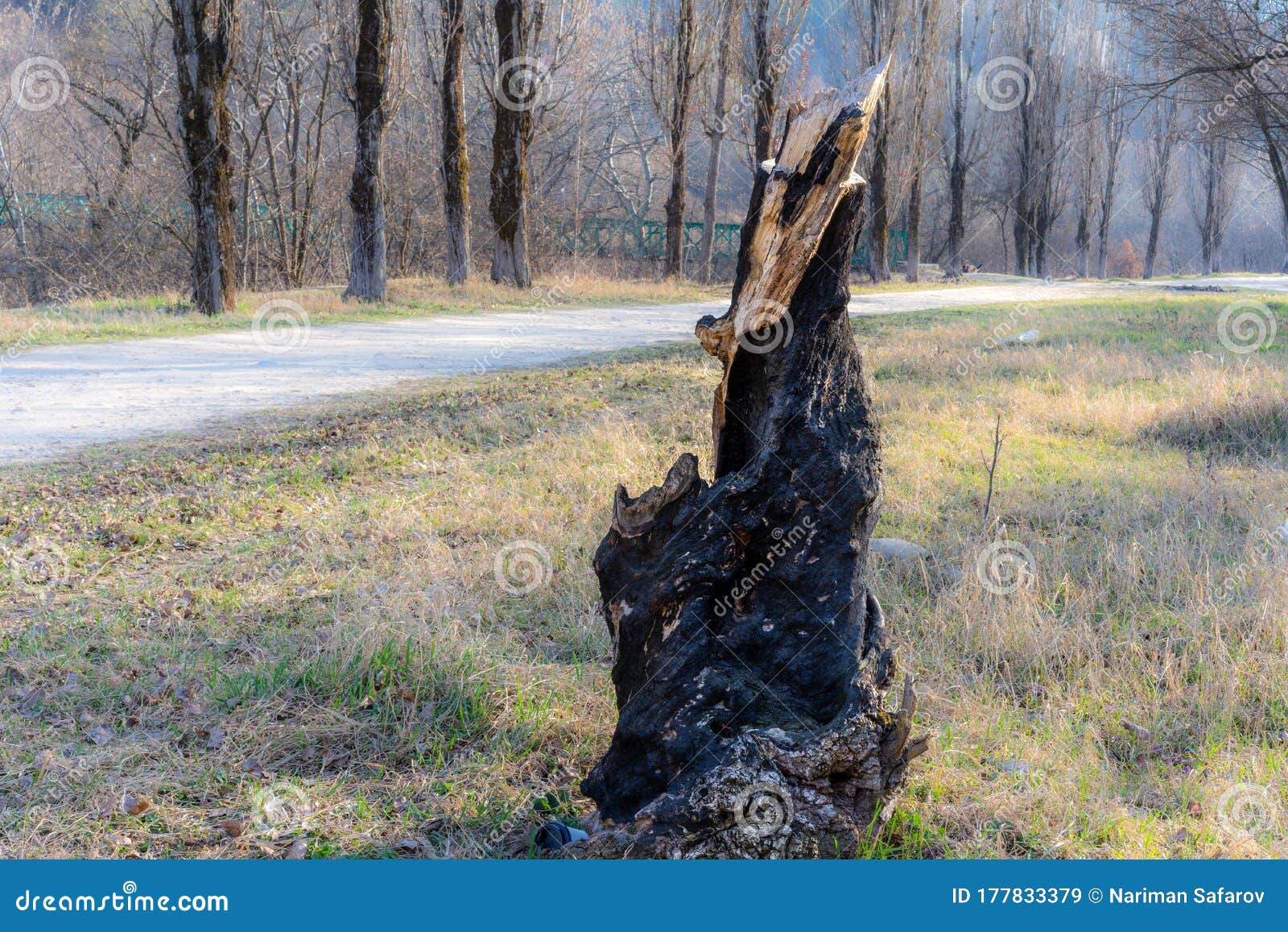 Scorched Chopped Tree in the Ground Stock Image - Image of heat, forest ...