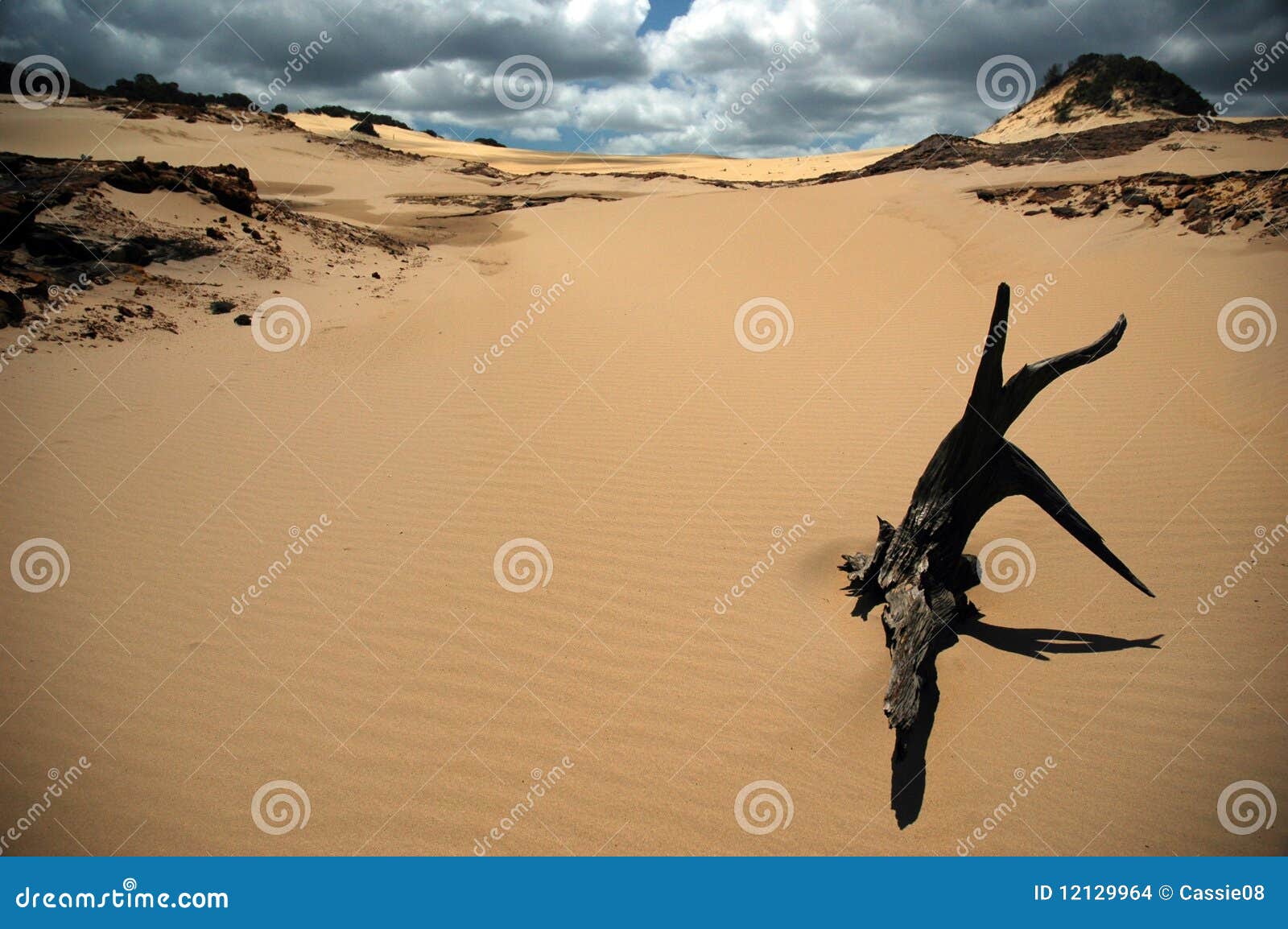 Scorched earth stock photo. Image of land, wood, nature - 12129964