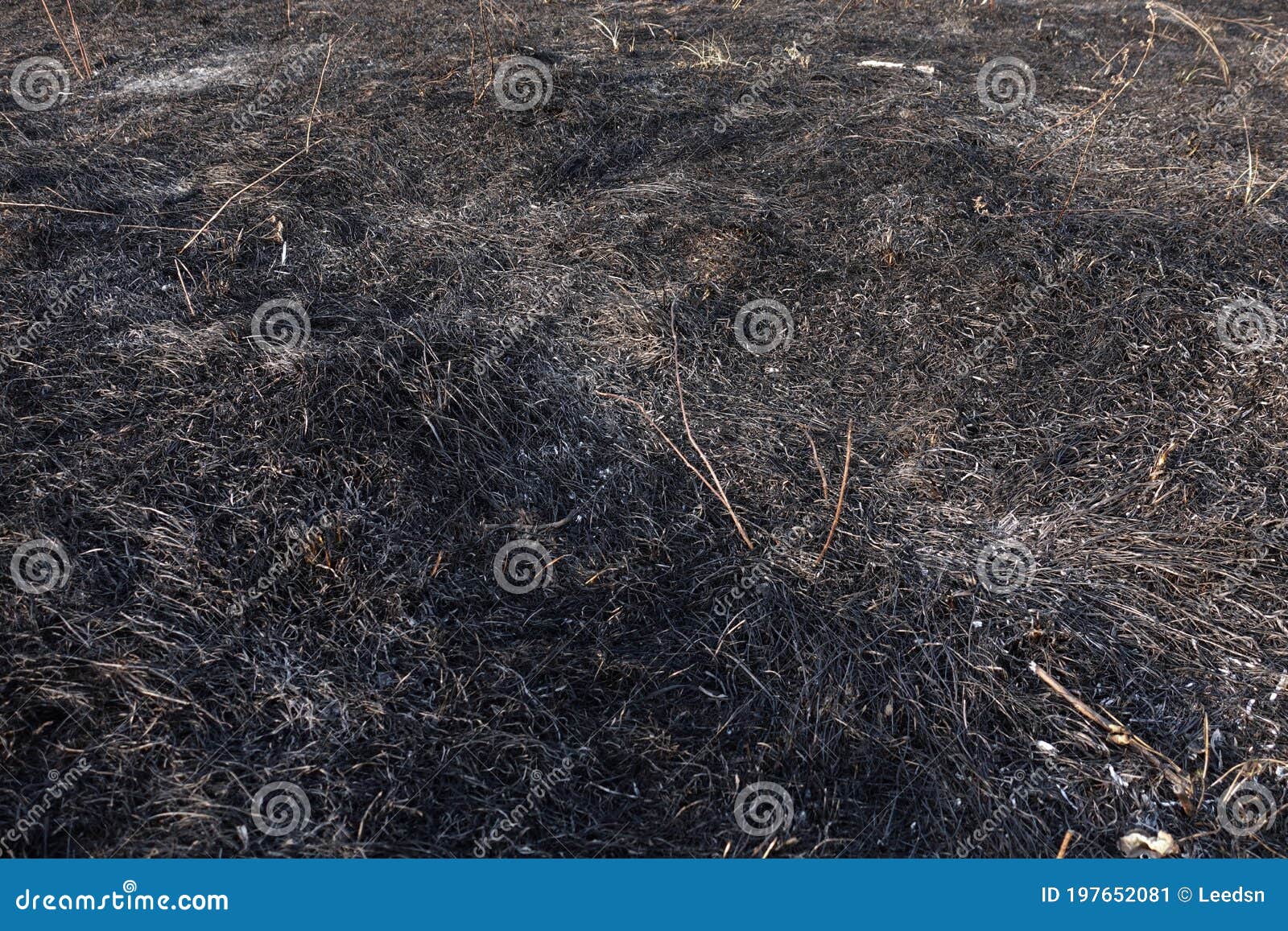 Forest Fire Aftermath stock image. Image of background - 197652081