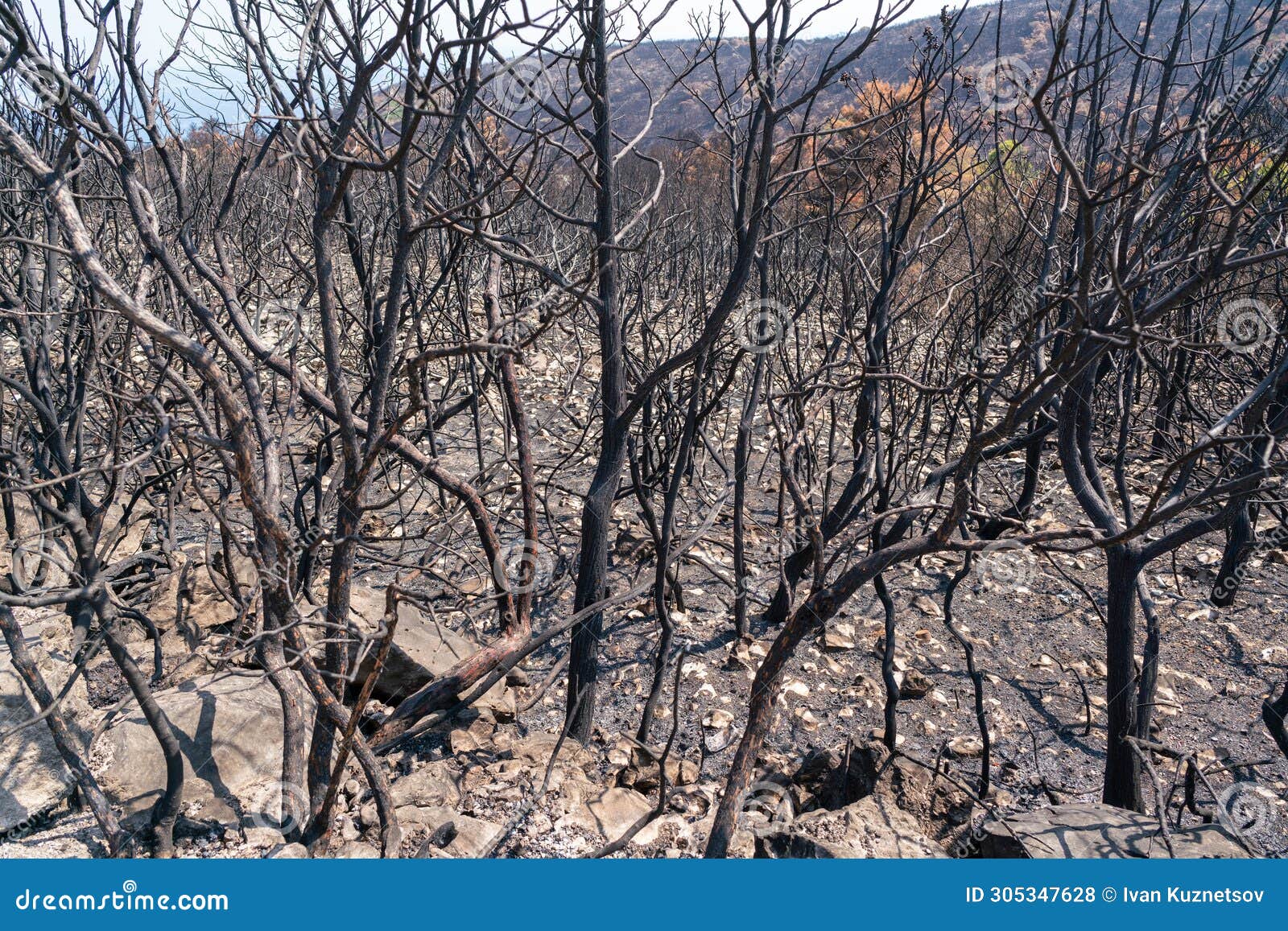 Scorched Earth and Blackened Tree Trunks Caused by a Large Bush Fire ...