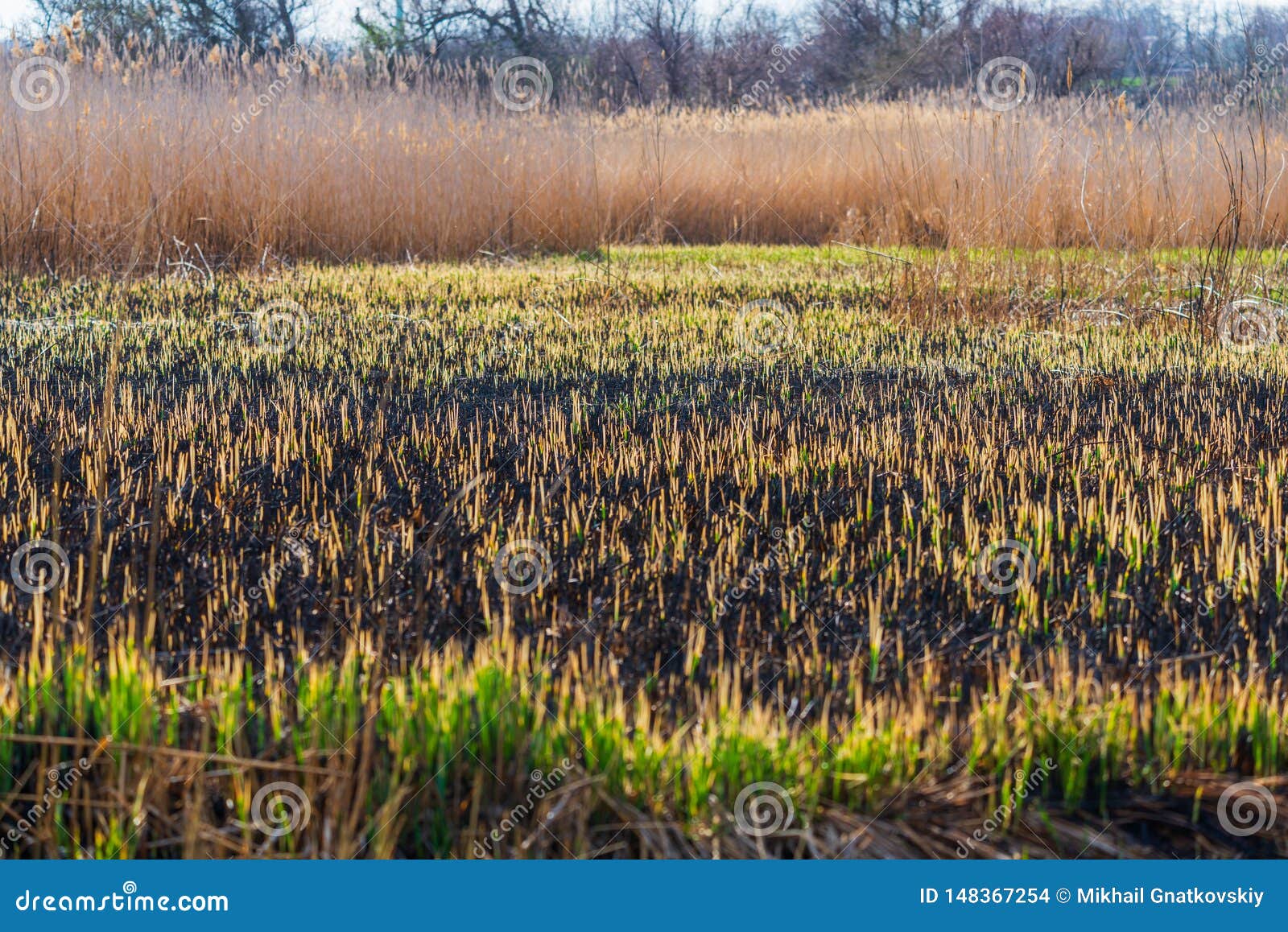 Scorched Earth after the Fire Stock Photo - Image of explosion, burning ...