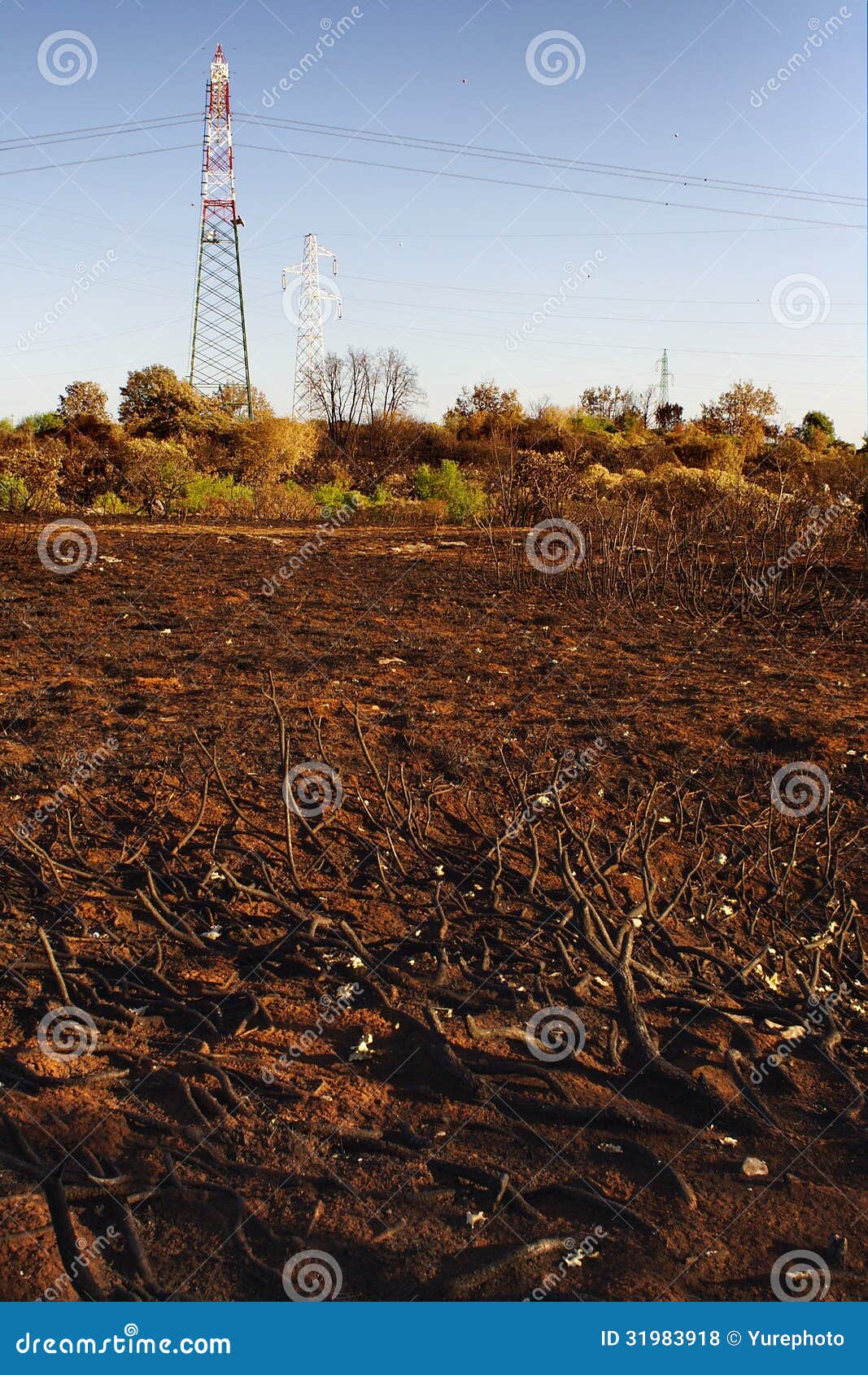 Scorched earth stock photo. Image of fire, wood, ground - 31983918