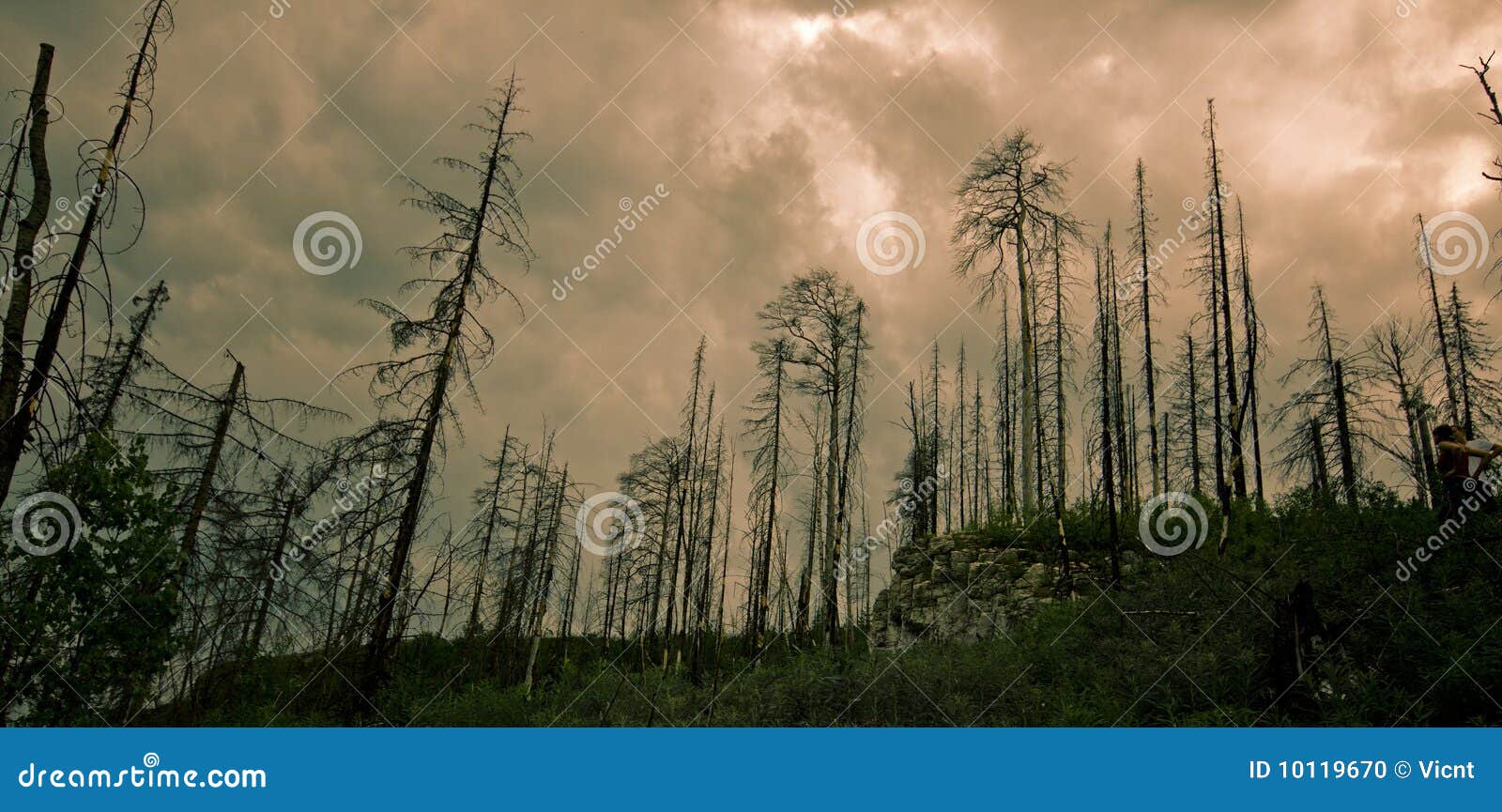 Scorched forest stock photo. Image of landscape, lowlight - 10119670