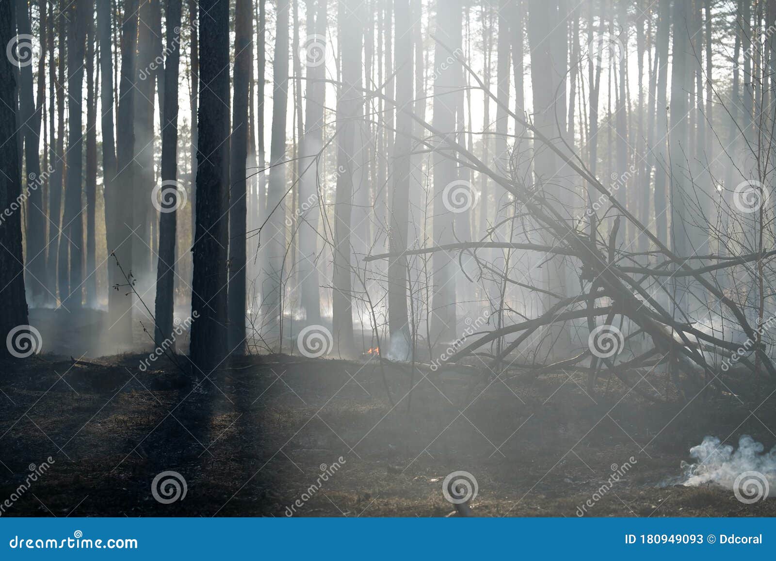 Scorched forest after fire stock image. Image of fire - 180949093