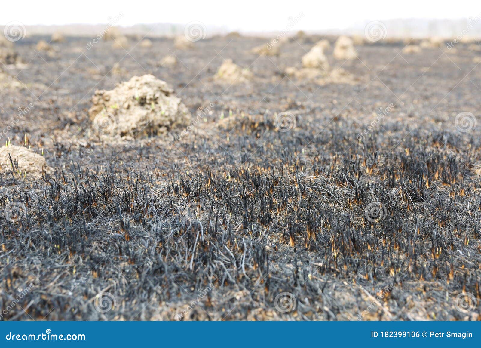 Scorched Grass on the Field after a Fire Stock Photo - Image of ...