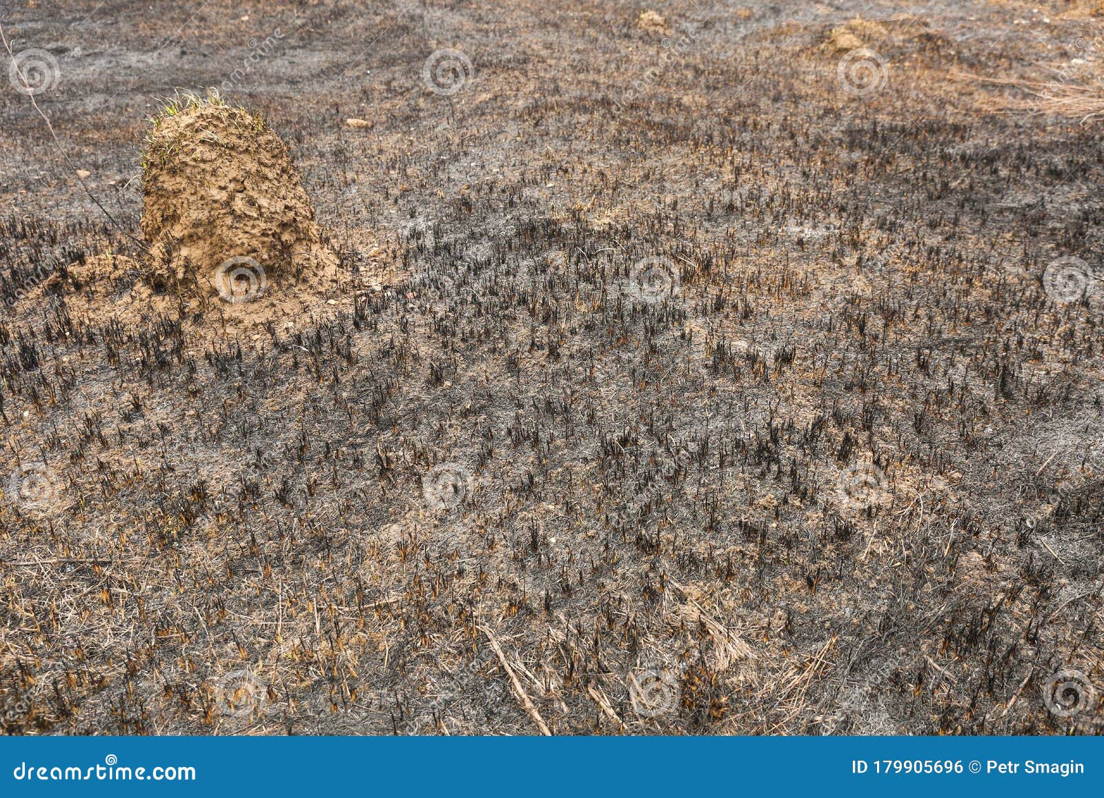 Scorched Grass after a Forest Fire Stock Photo - Image of earth, burned ...