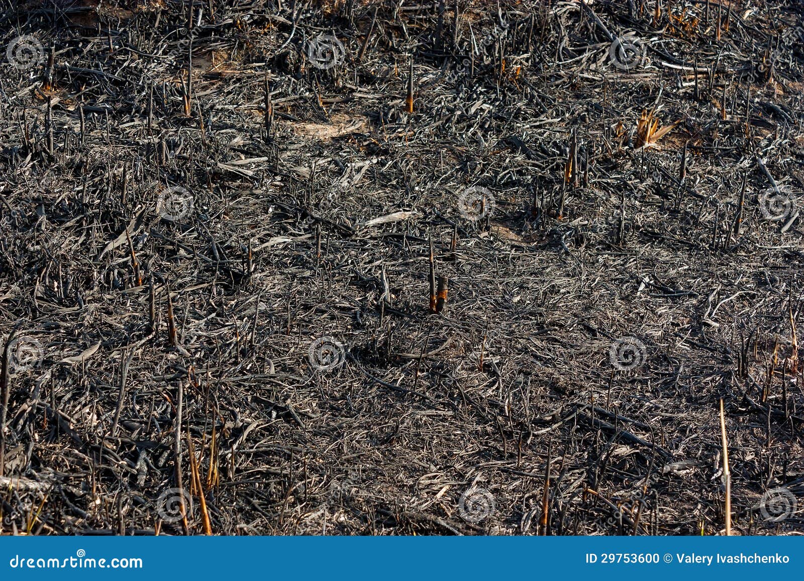 Scorched grass stock photo. Image of scorch, burning - 29753600