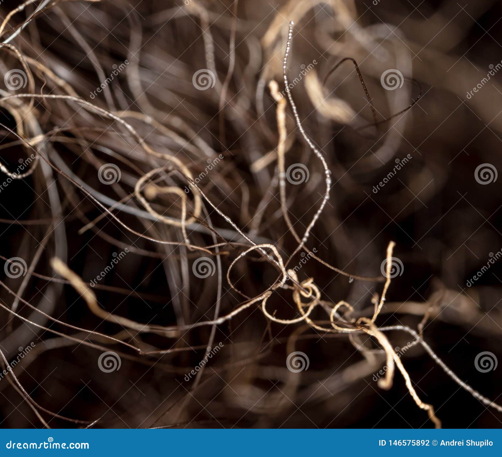 Scorched hair on the head stock photo. Image of wool - 146575892