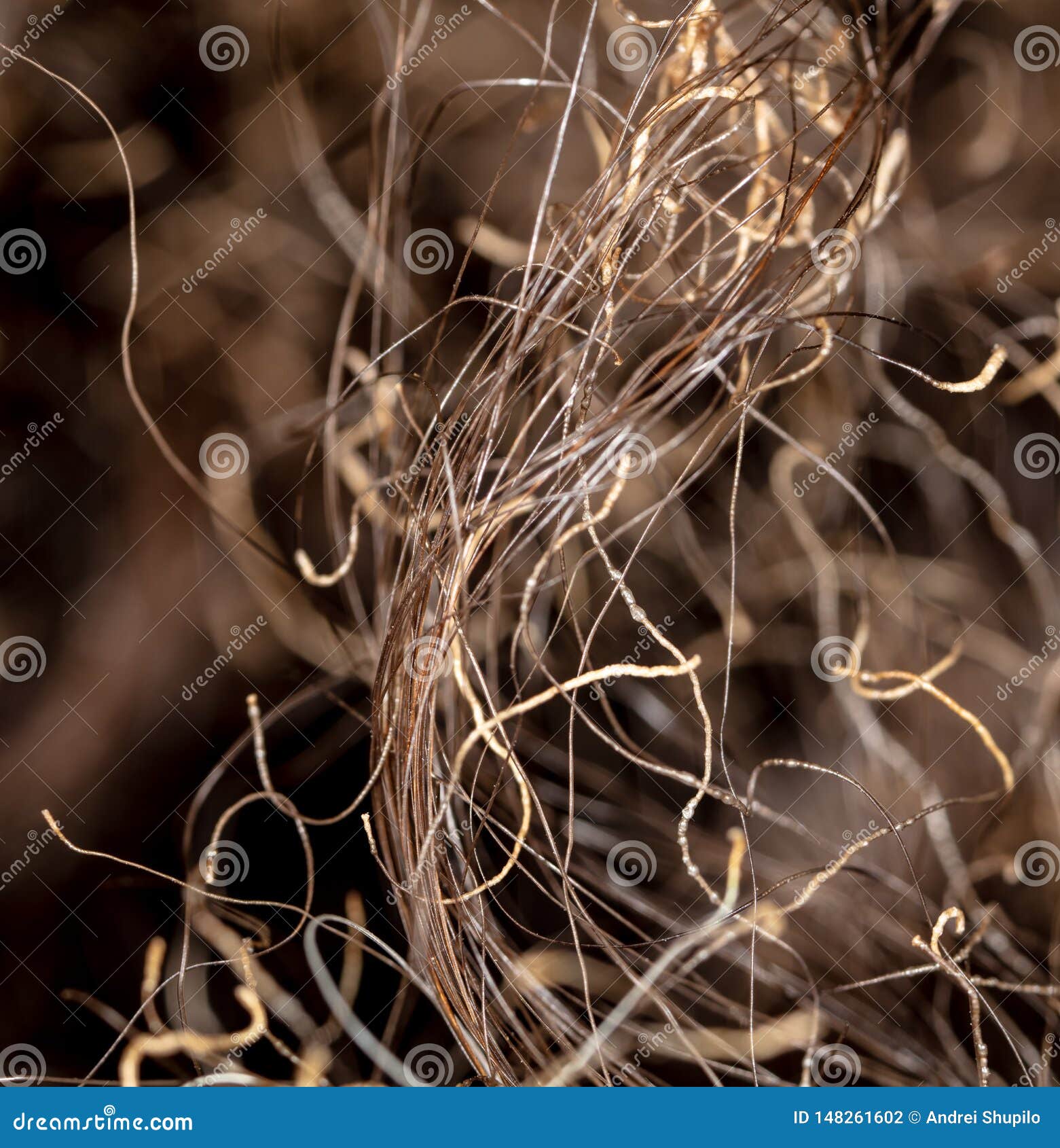 Scorched hair on the head stock photo. Image of hair - 148261602