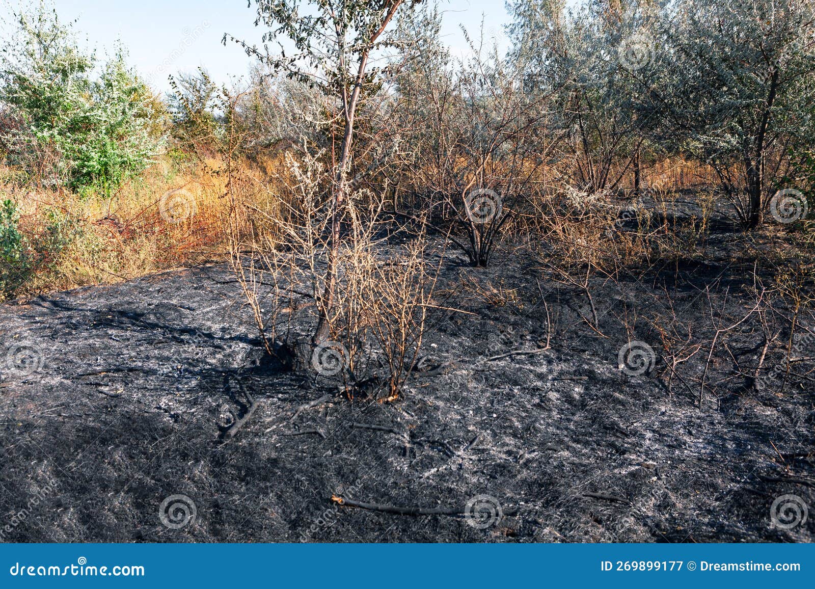 Scorched land after a fire stock image. Image of arid - 269899177