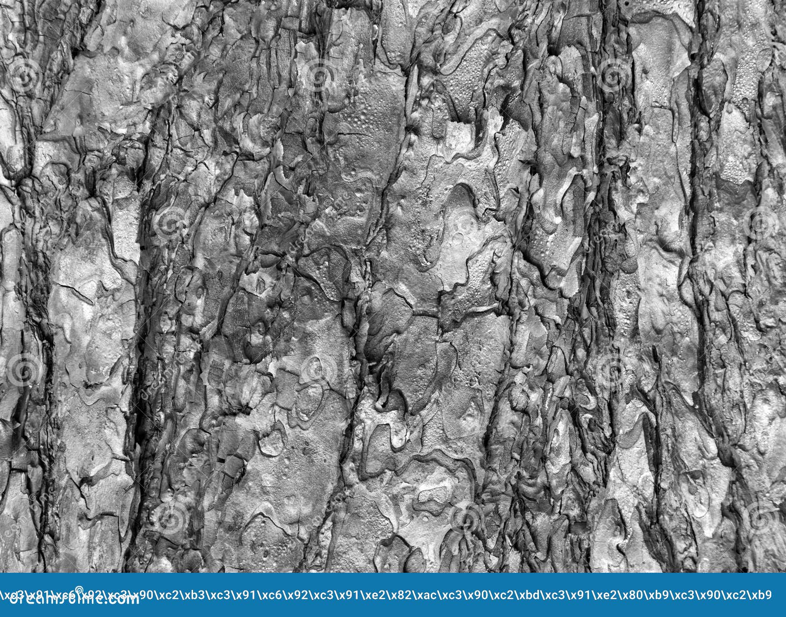 Scorched Pine Bark after Fire in Forest Background Texture Stock Photo ...