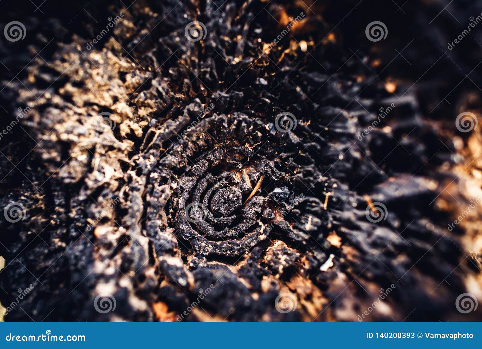 Scorched Ringed Old Wood Texture. Stock Image - Image of crack, wood ...
