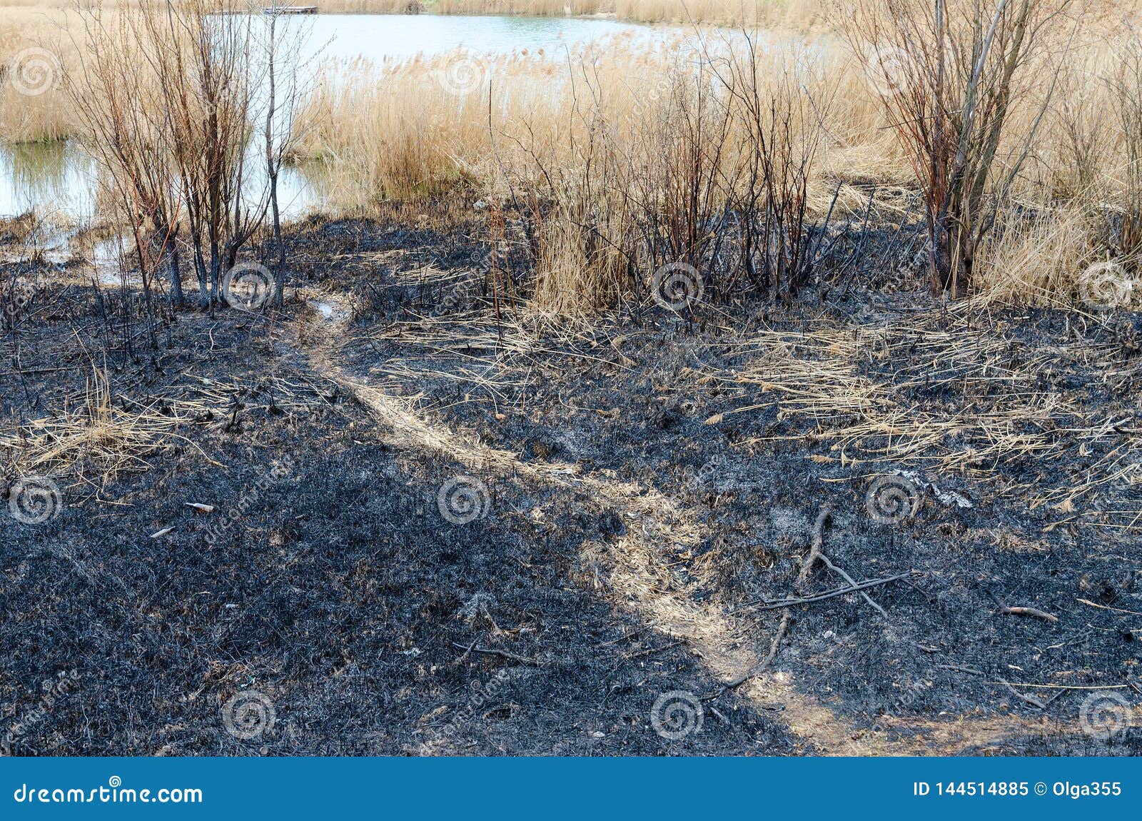 Scorched Dry Grass and Rubbish on Ashes Stock Image - Image of april ...