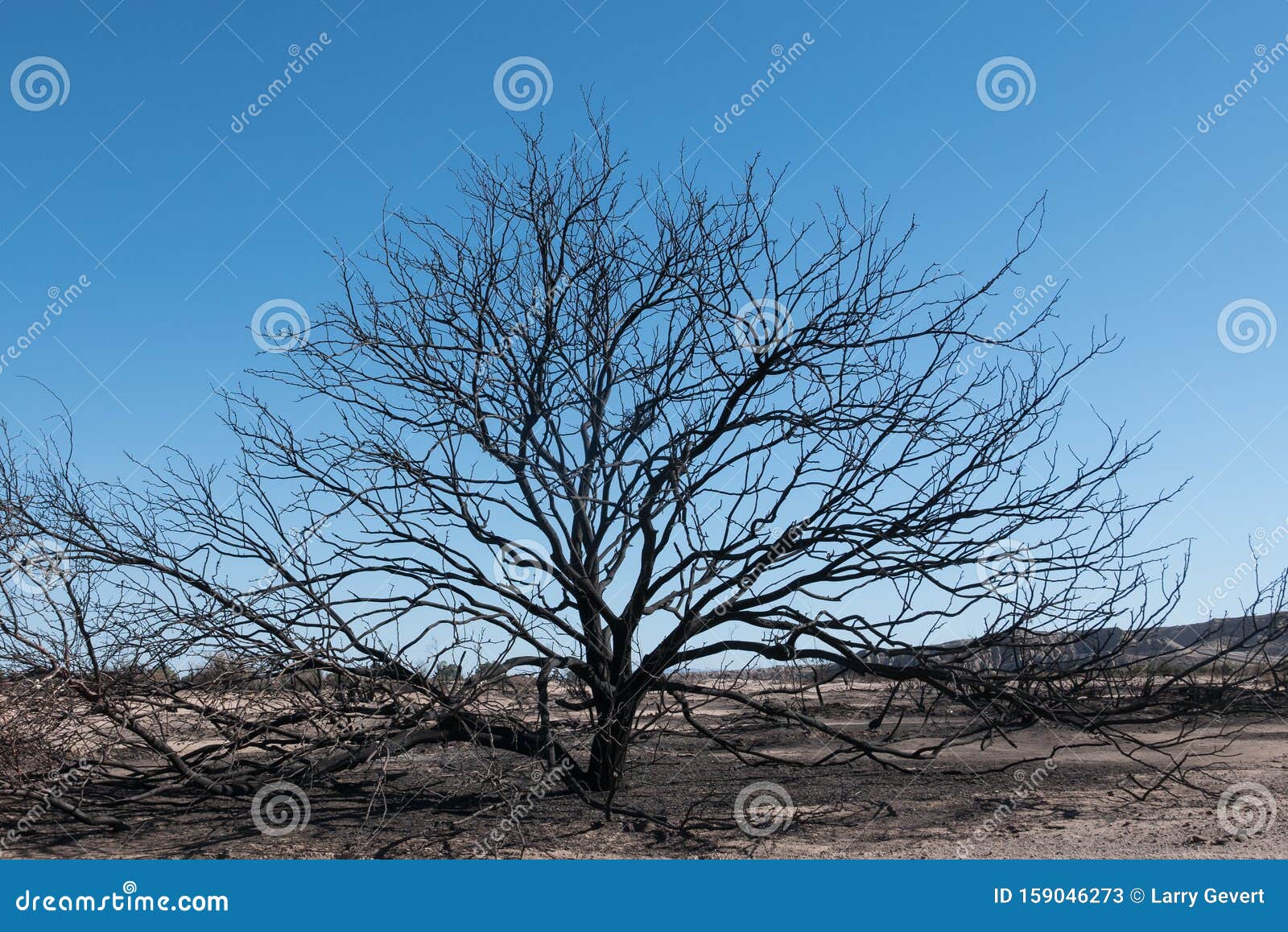 Scorched Tree after a Desert Wildfire Stock Image - Image of control ...