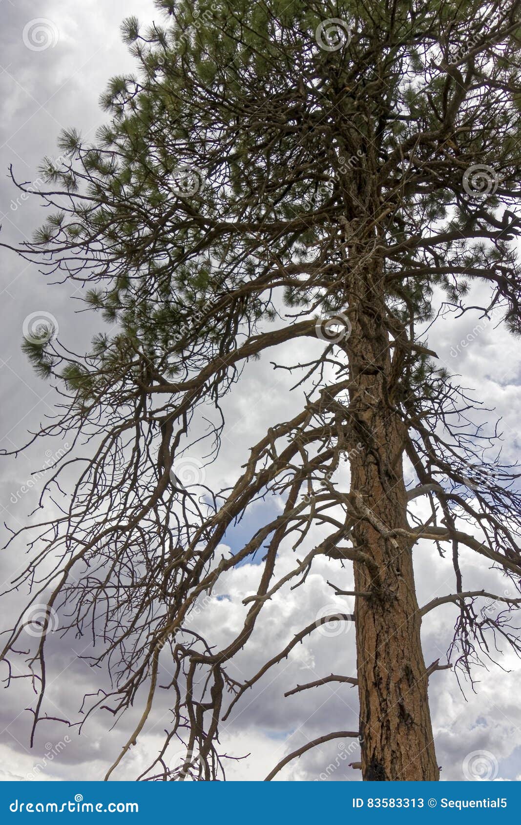 Scorched Tree in Kaibab Forest Stock Image - Image of pine, branches ...