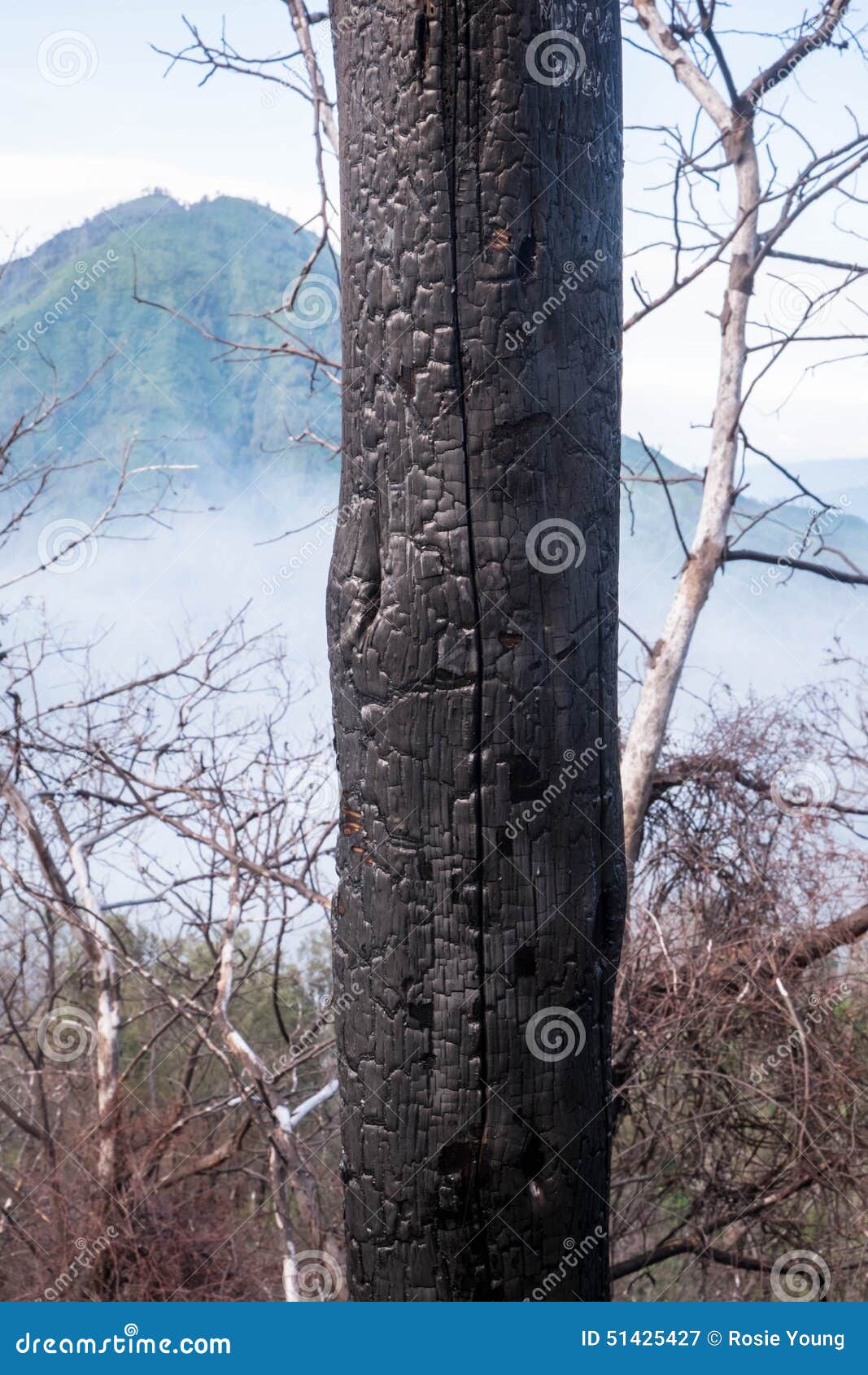 Scorched tree stock image. Image of charred, trekking - 51425427