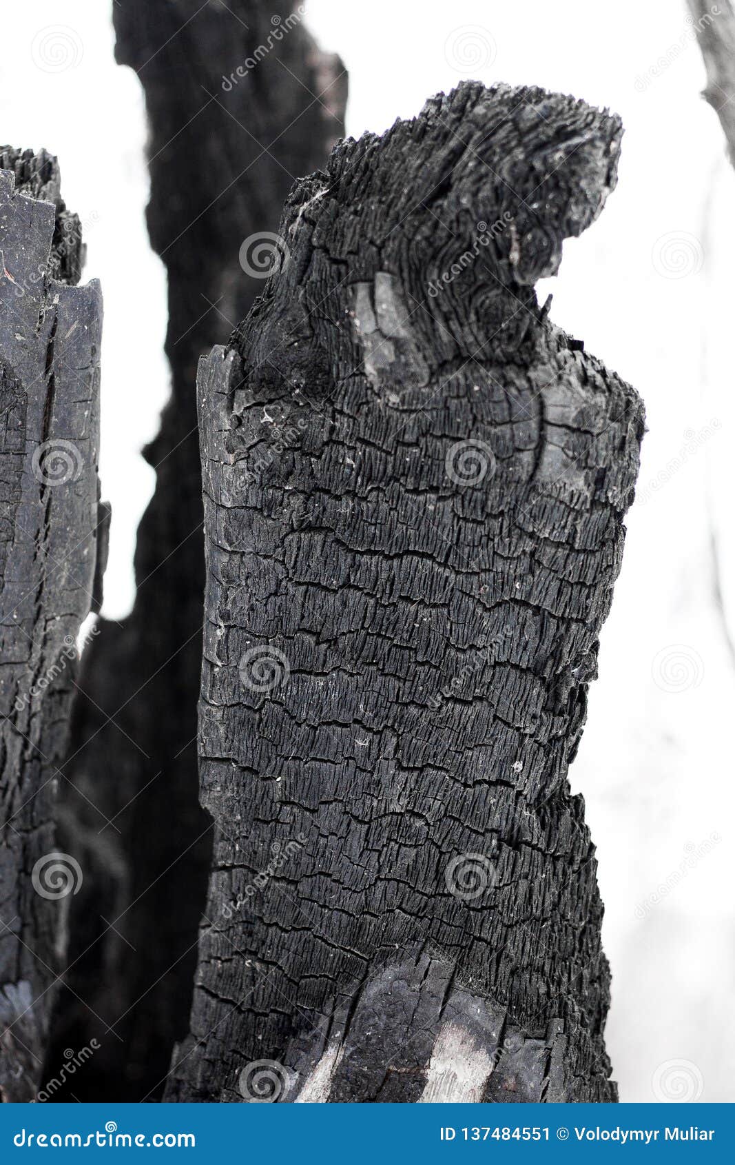 Scorched Tree Trunk. the Texture of the Burnt Tree_ Stock Image - Image ...