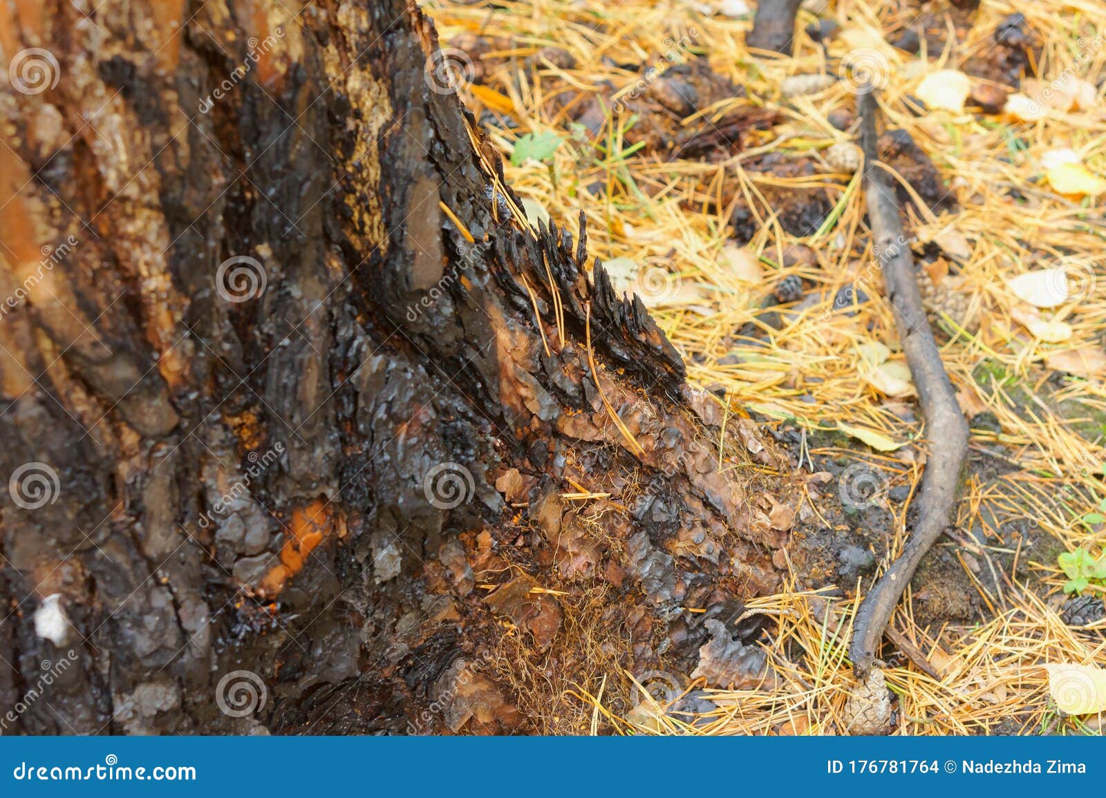 Scorched Trees, Burned Tree Trunks, Forest Fire Stock Photo - Image of ...