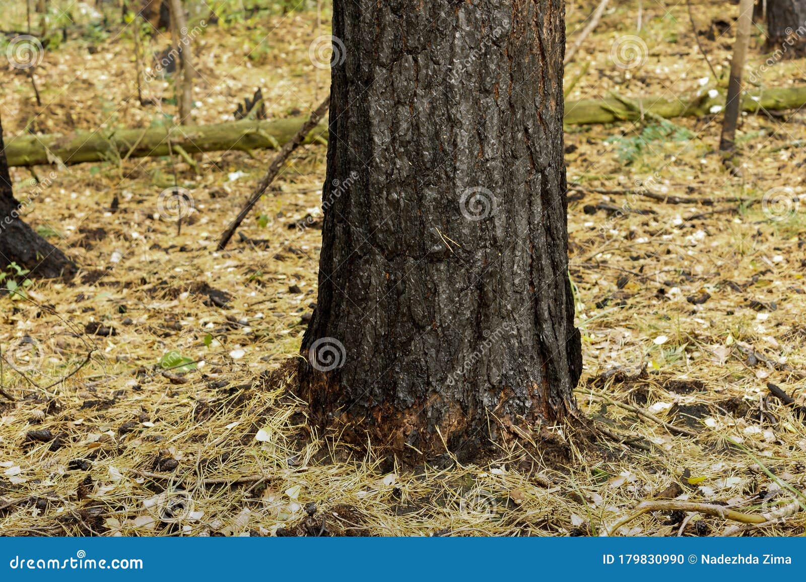 Scorched Trees, Burned Tree Trunks, Forest Fire Stock Photo - Image of ...