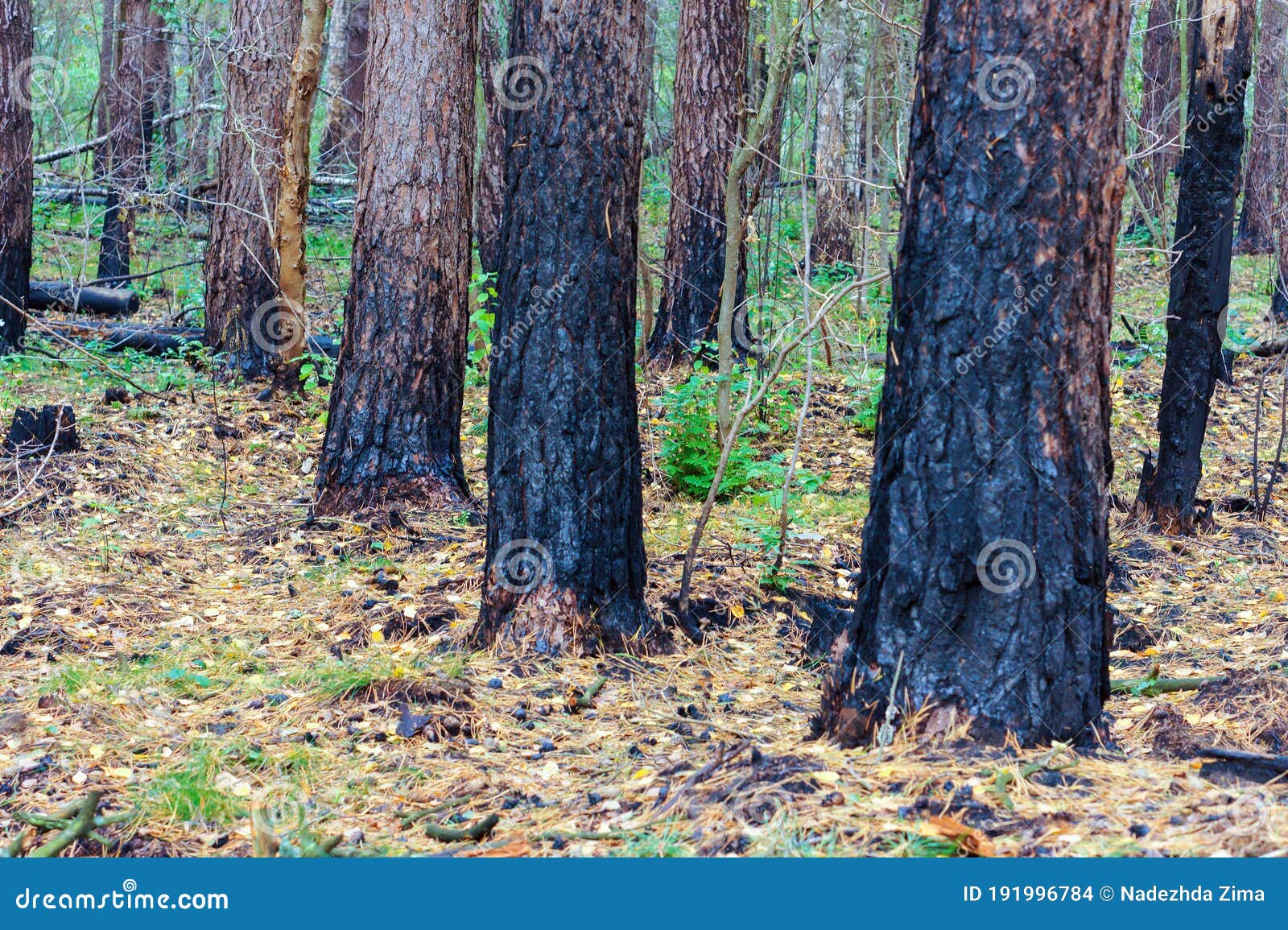 Scorched Trees, Burned Tree Trunks, Forest Fire Stock Photo - Image of ...