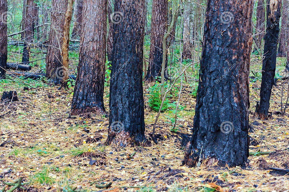 Scorched Trees, Burned Tree Trunks, Forest Fire Stock Photo - Image of ...