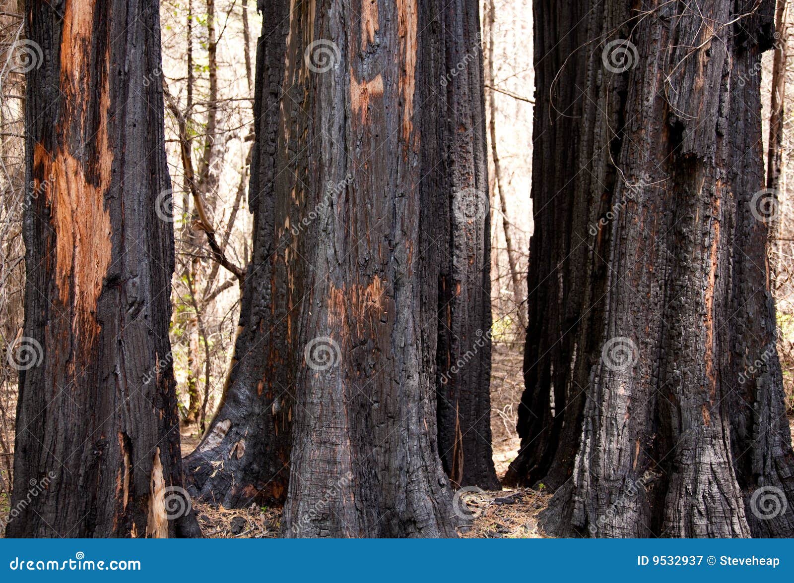Scorched Trees after Forest Fire Stock Image - Image of tree, orange ...